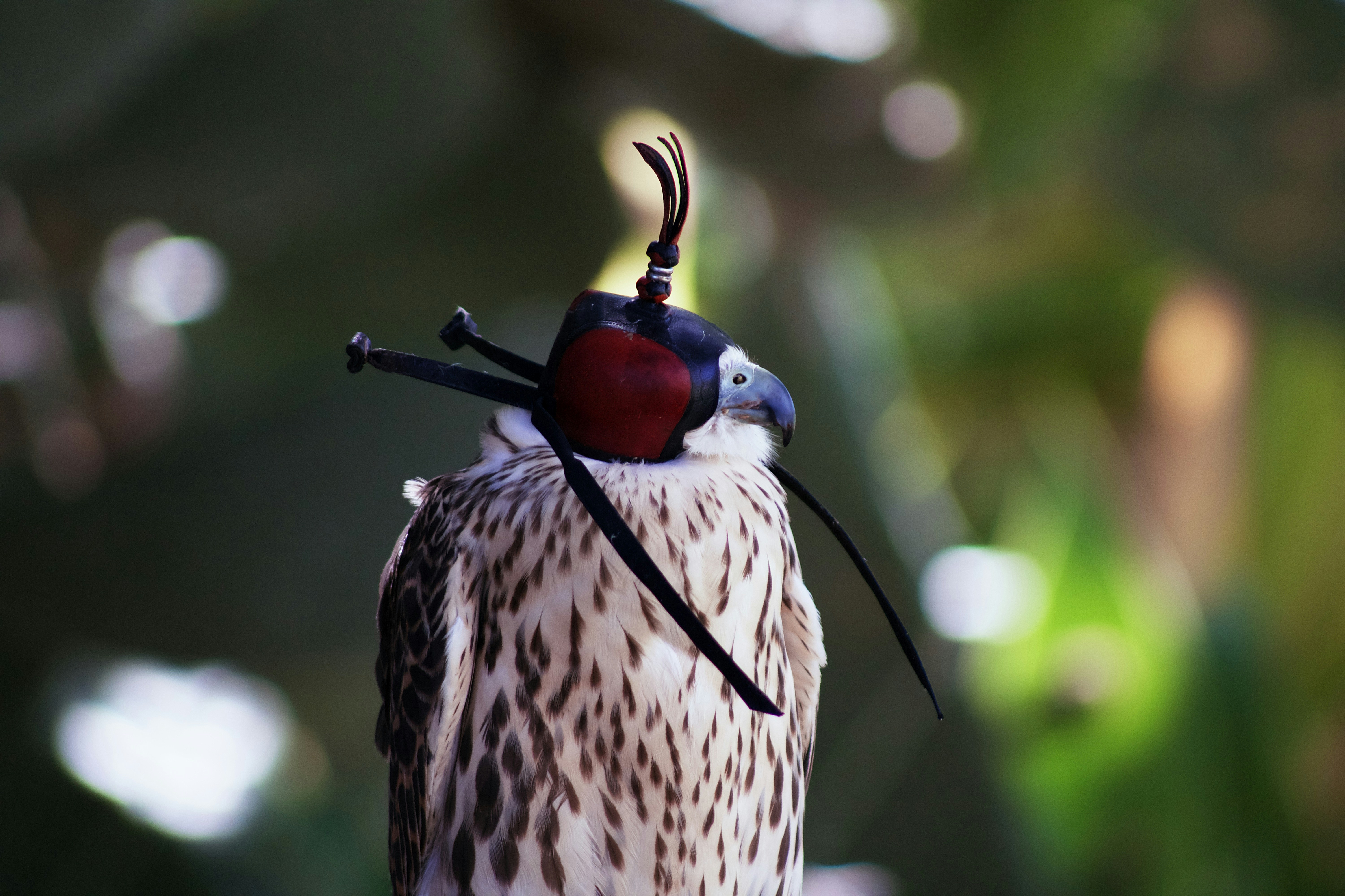 Leather-Hooded Falcon Portrait: Focused Gaze Against Velvet Green Blur