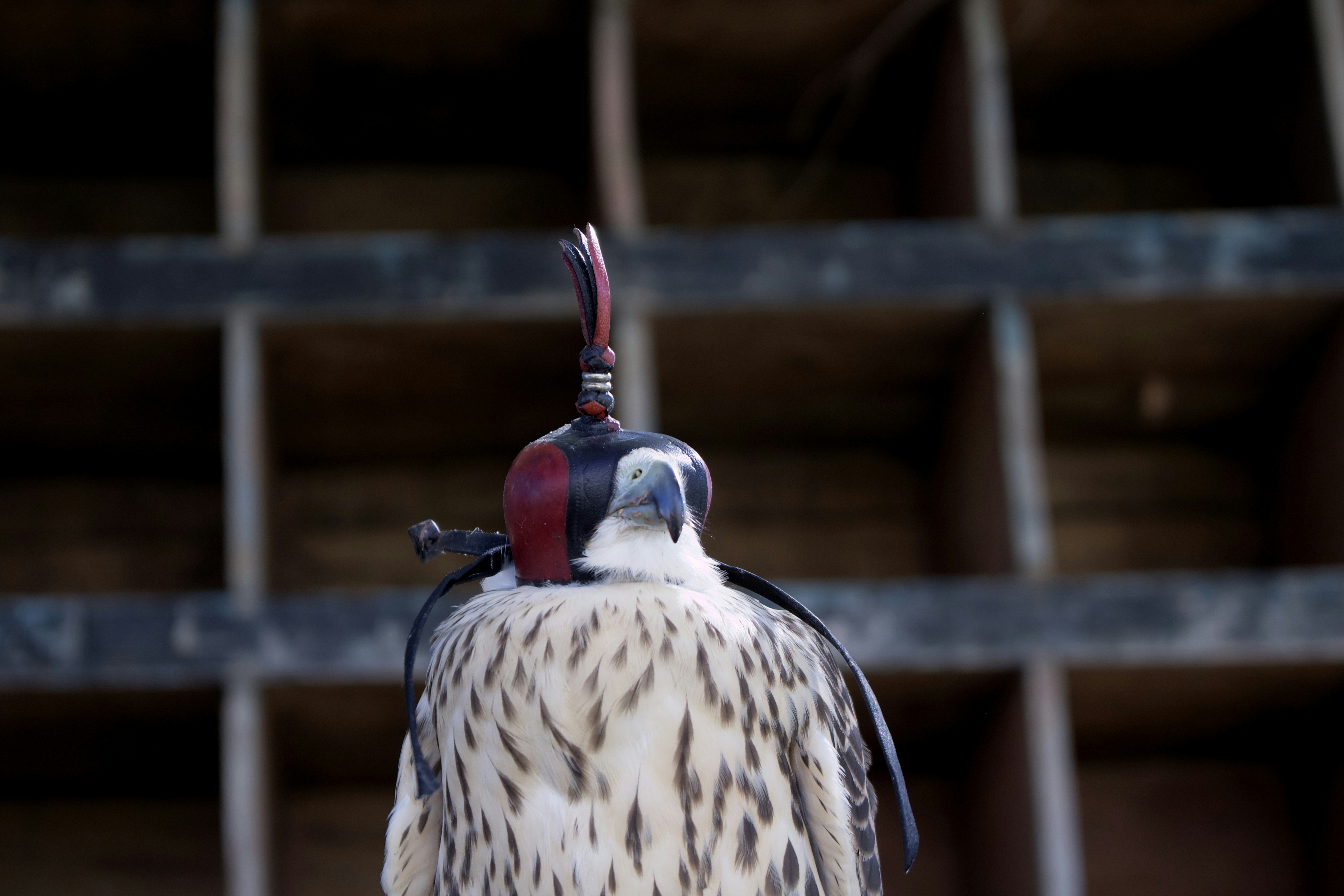Red-Hooded Falcon Portrait Framed by Wooden Lattice