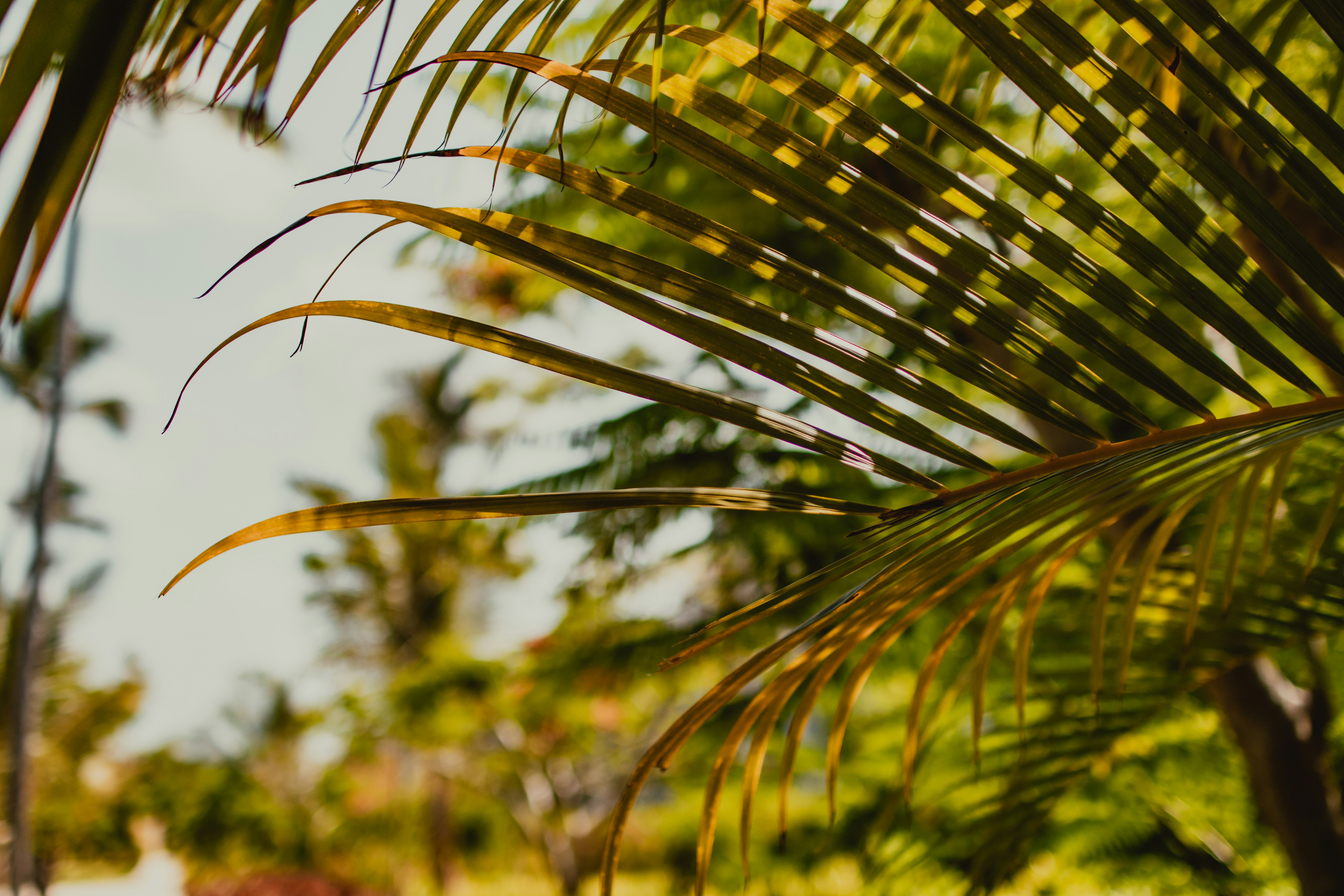 Golden sunlight filters through palm fronds with a blurred verdant background.