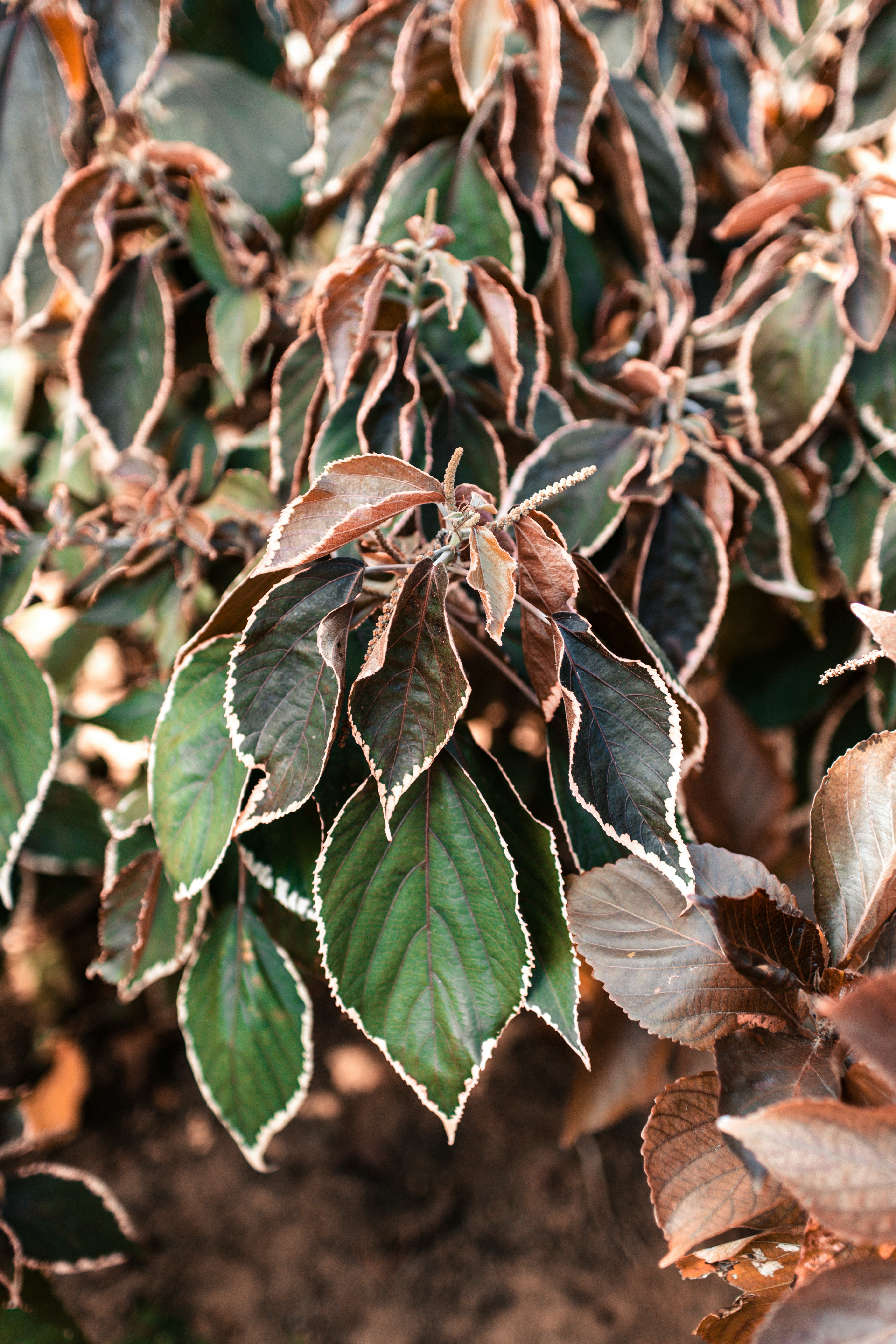 Frosted Margins: Close-Up of Variegated Leaves