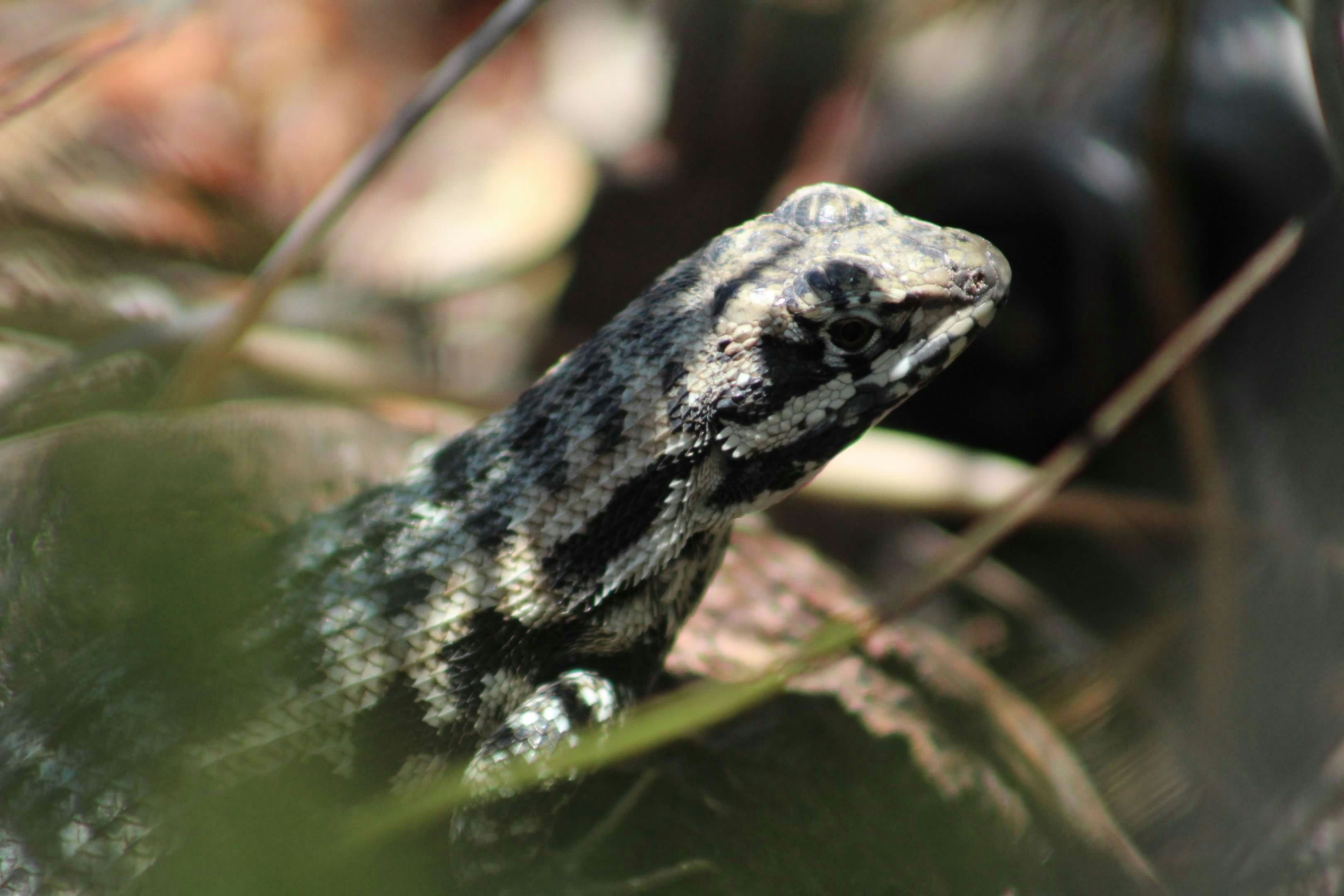 Close-up of a patterned lizard camouflaged among foliage, showcasing its intricate scales and alert demeanor.