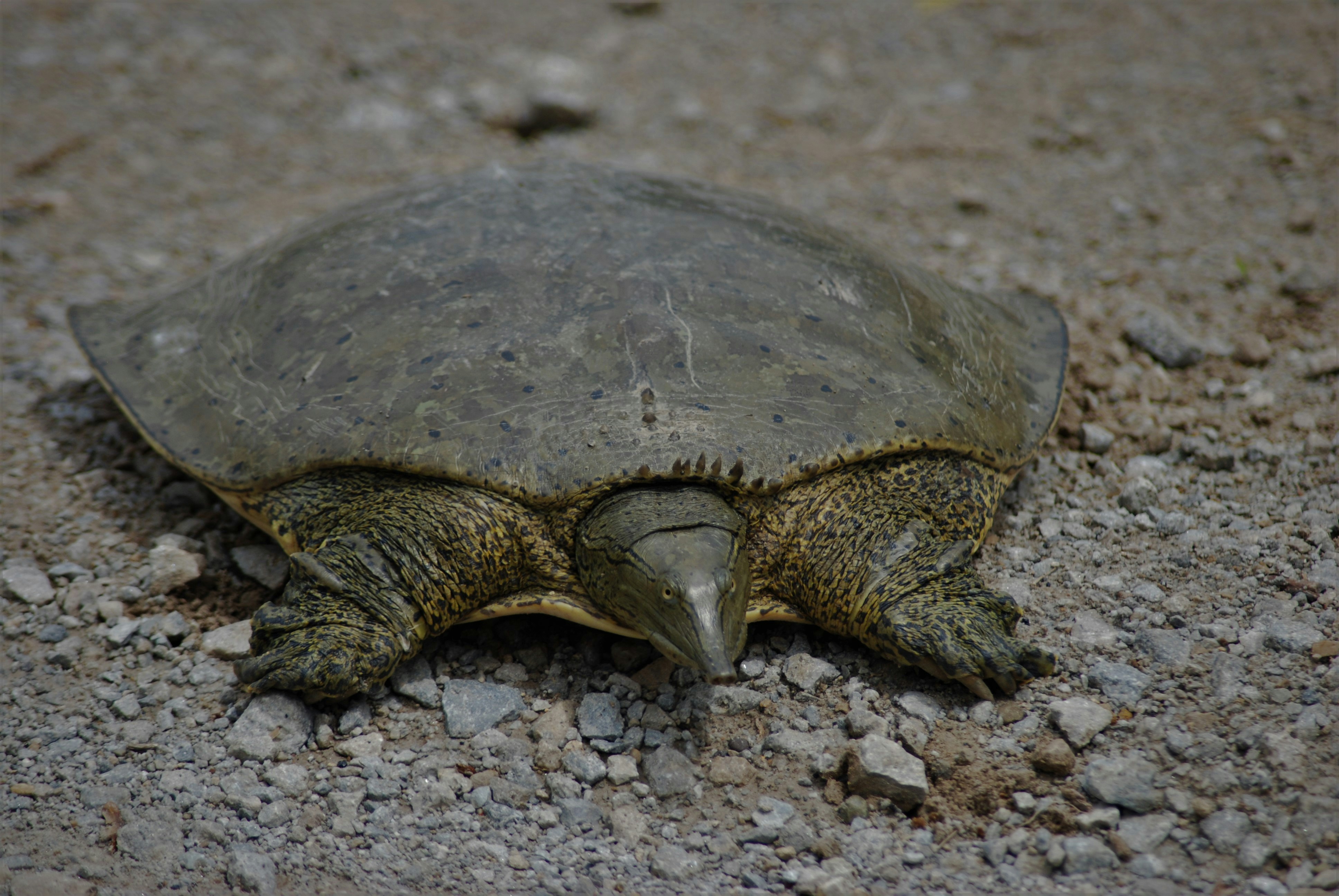 Softshell turtle resting on a gravel surface, showcasing its unique shell and features.