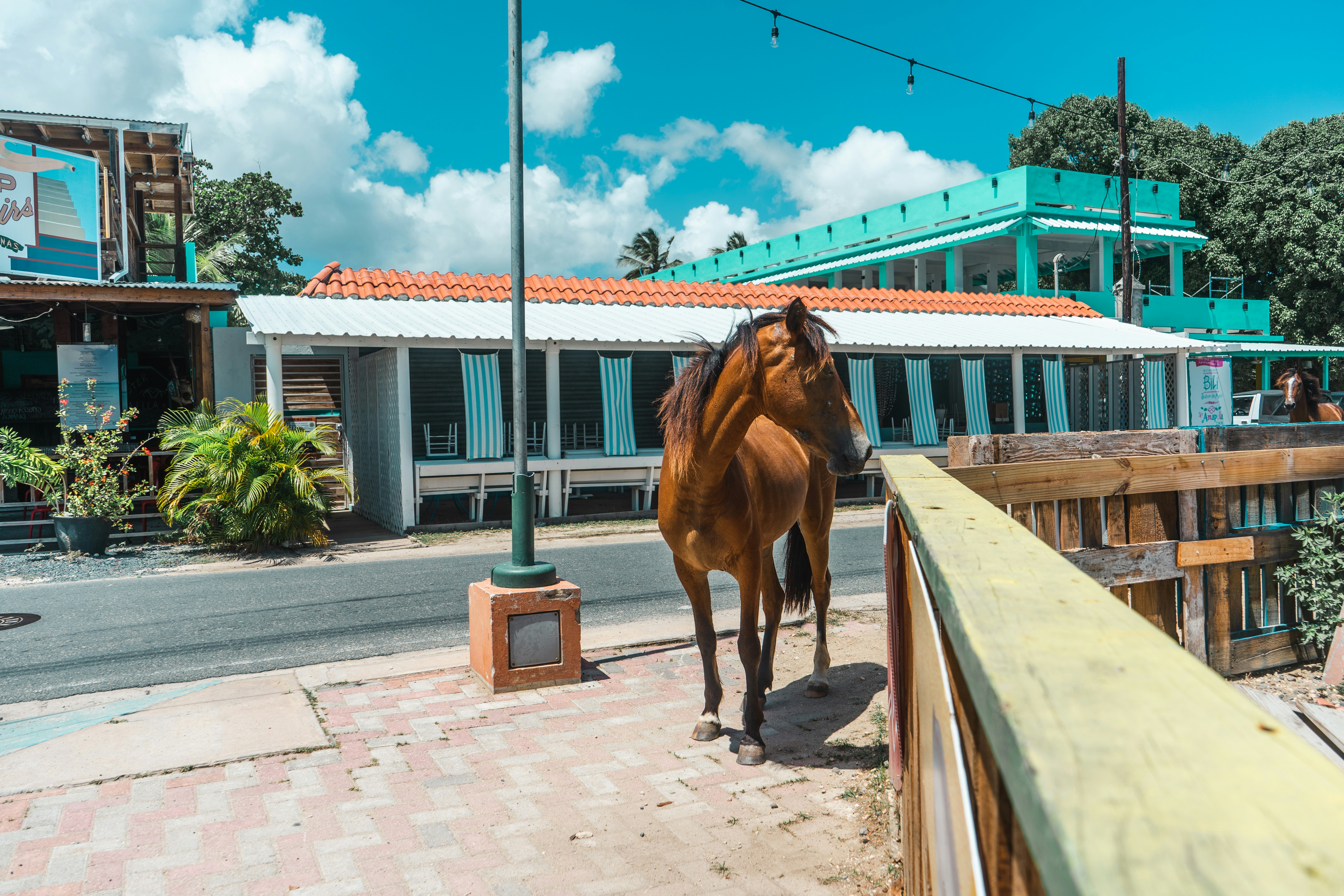 Brown Horse at a Sunny Coastal Street
