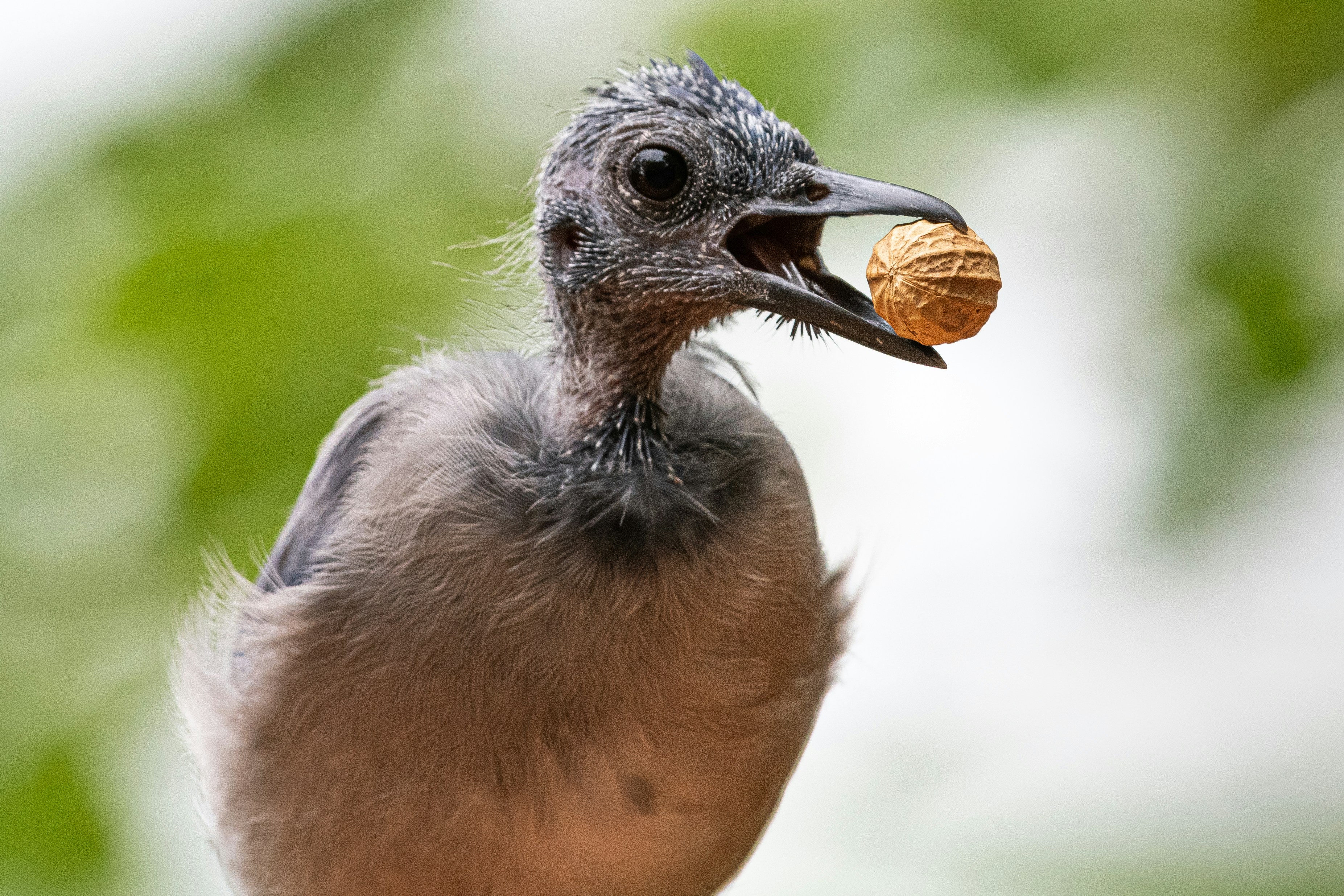 Peanut in Beak: A Crisp Close-Up of a Bird Mid-Snack