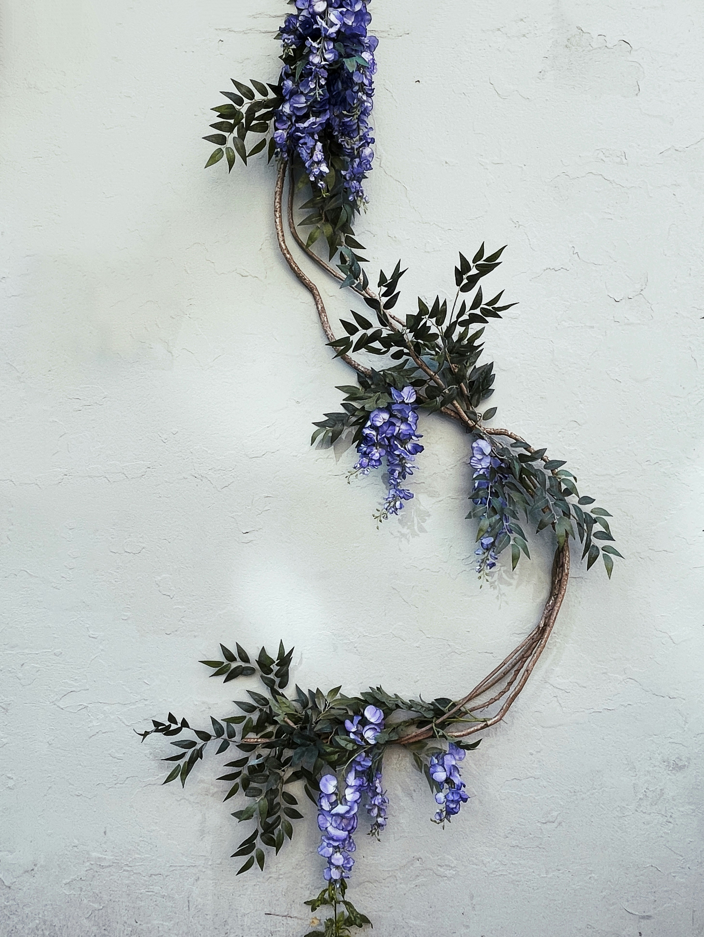 Whispering Wisteria: An S-Curve Draped on a Pale Wall