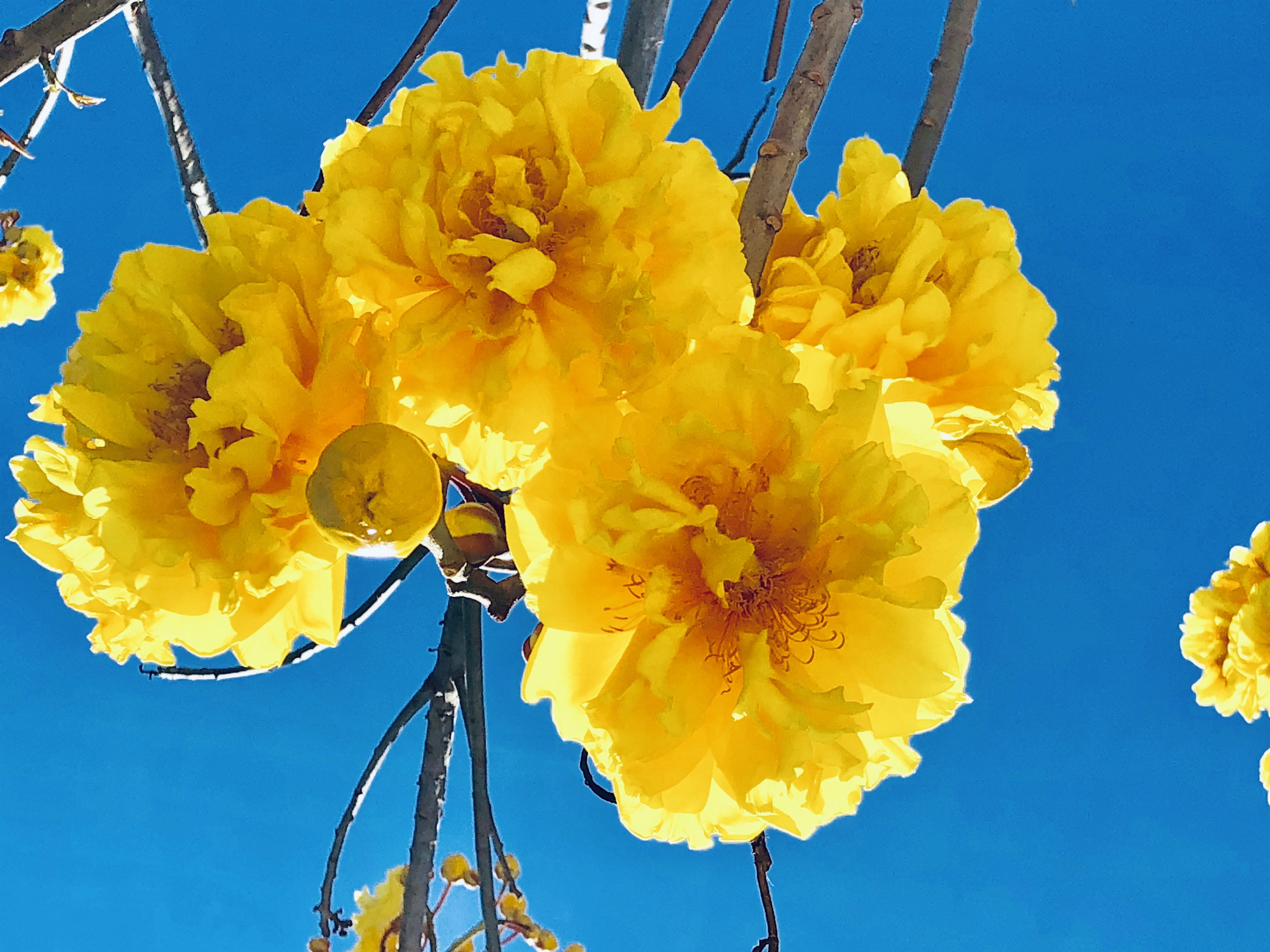 Sunlit Golden Blossoms on a Sapphire Sky