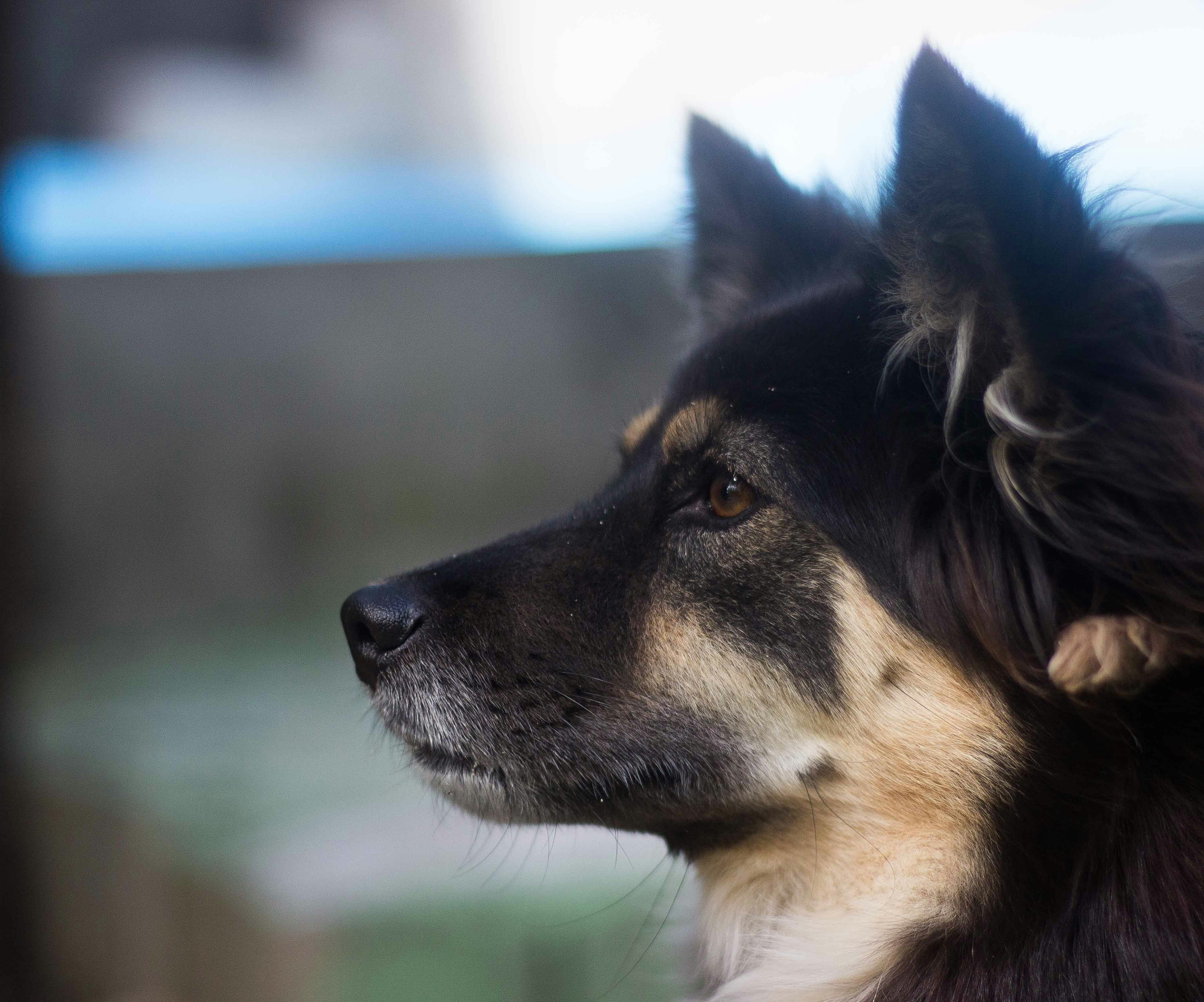 Profile of a Watchful Border Shepherd—calm gaze in a softly blurred backdrop