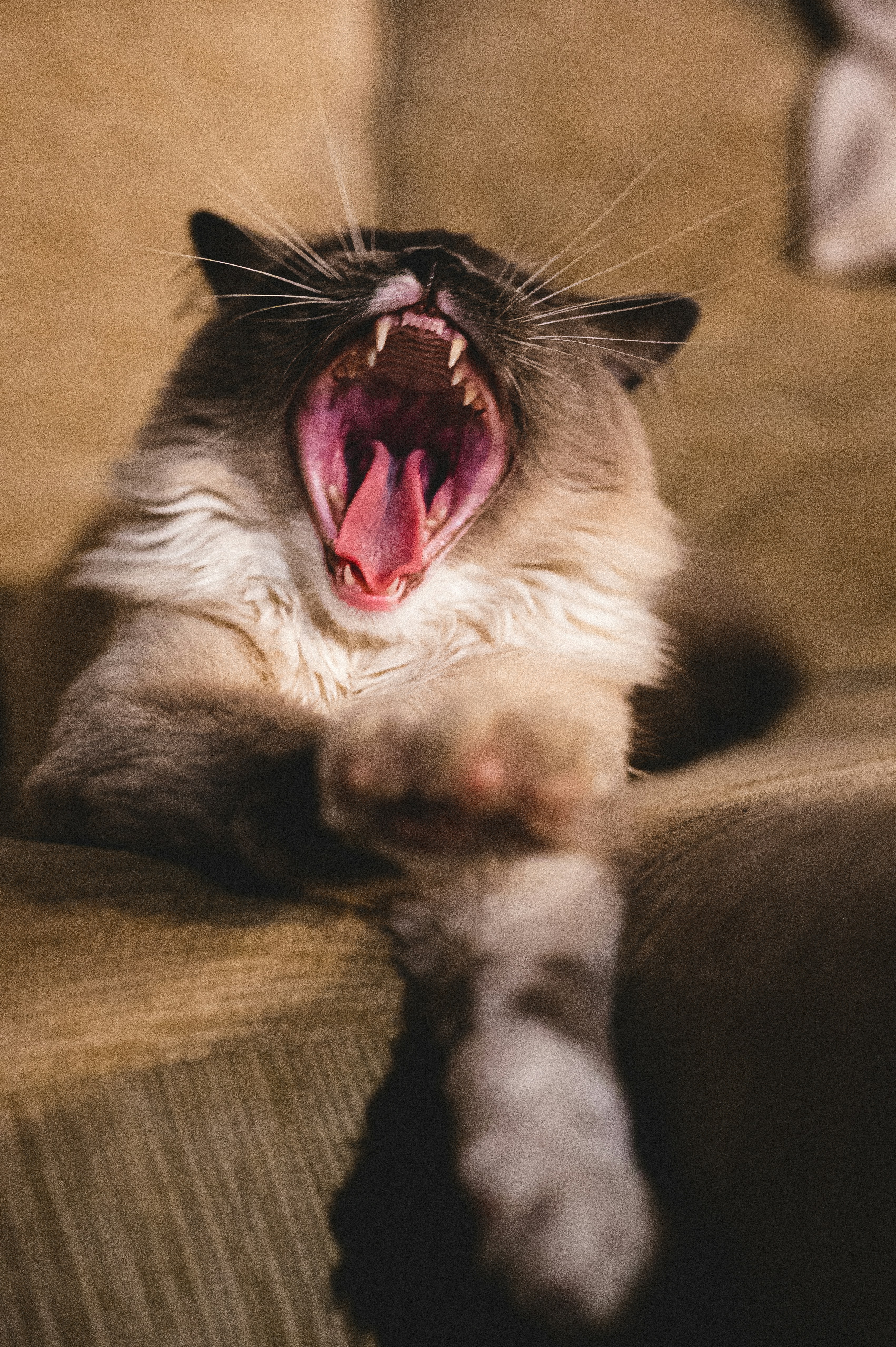 Tired Cat Pictures | Download Free Images on Unsplash