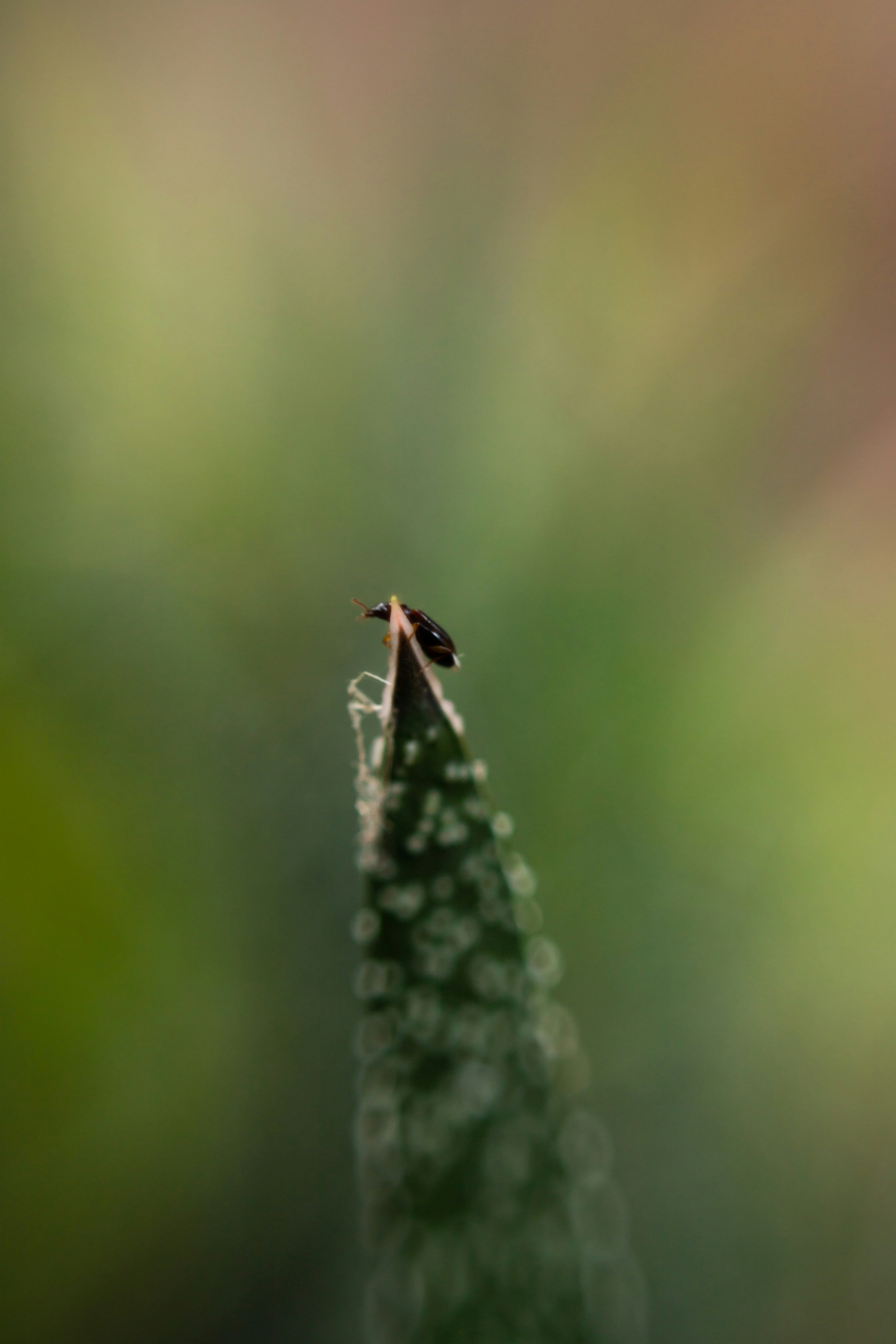 Dew-kissed at the Tip: A Tiny Insect on a Grass Blade