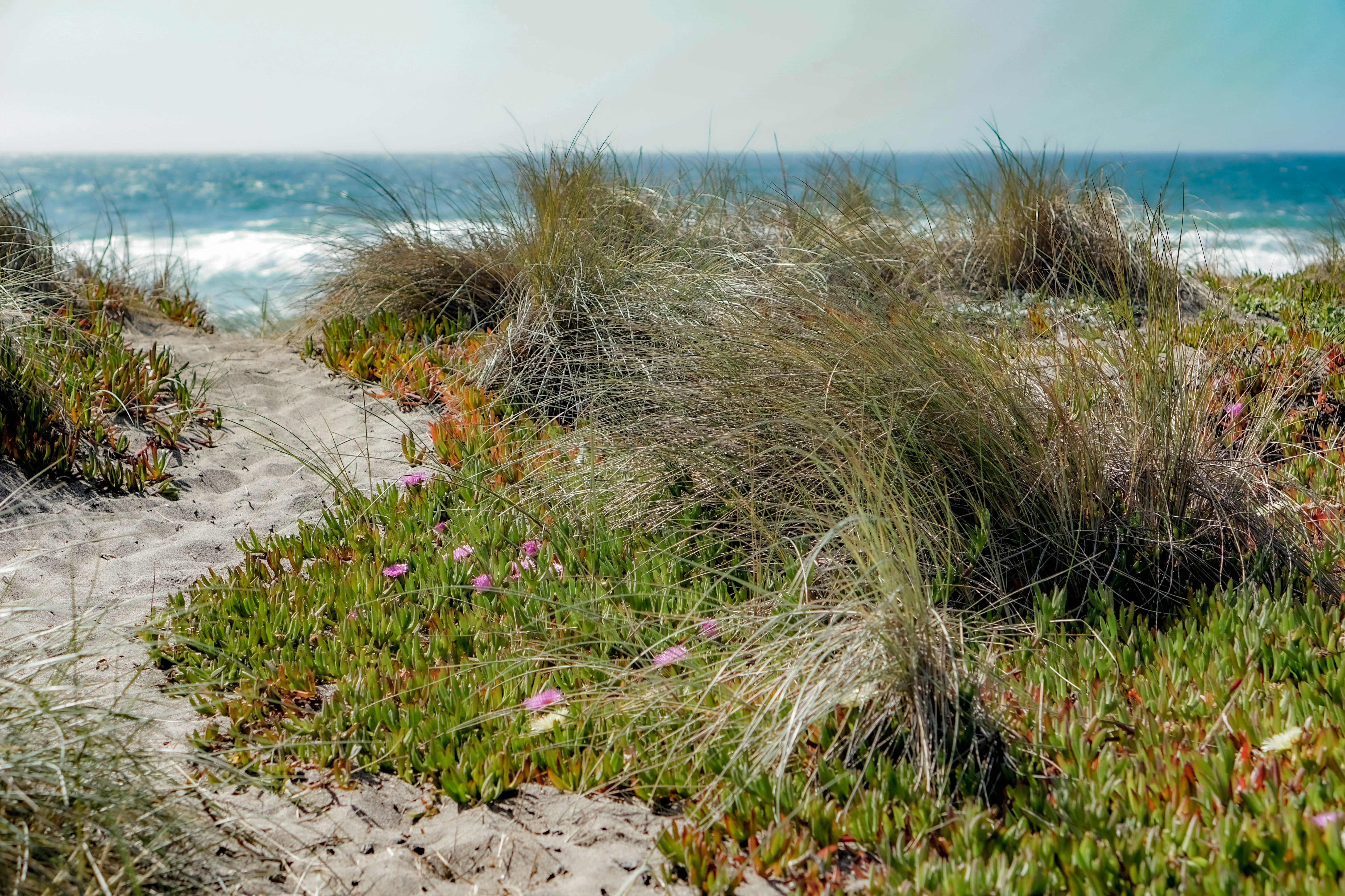 Green and brown grass near body of water during daytime photo – Free ...