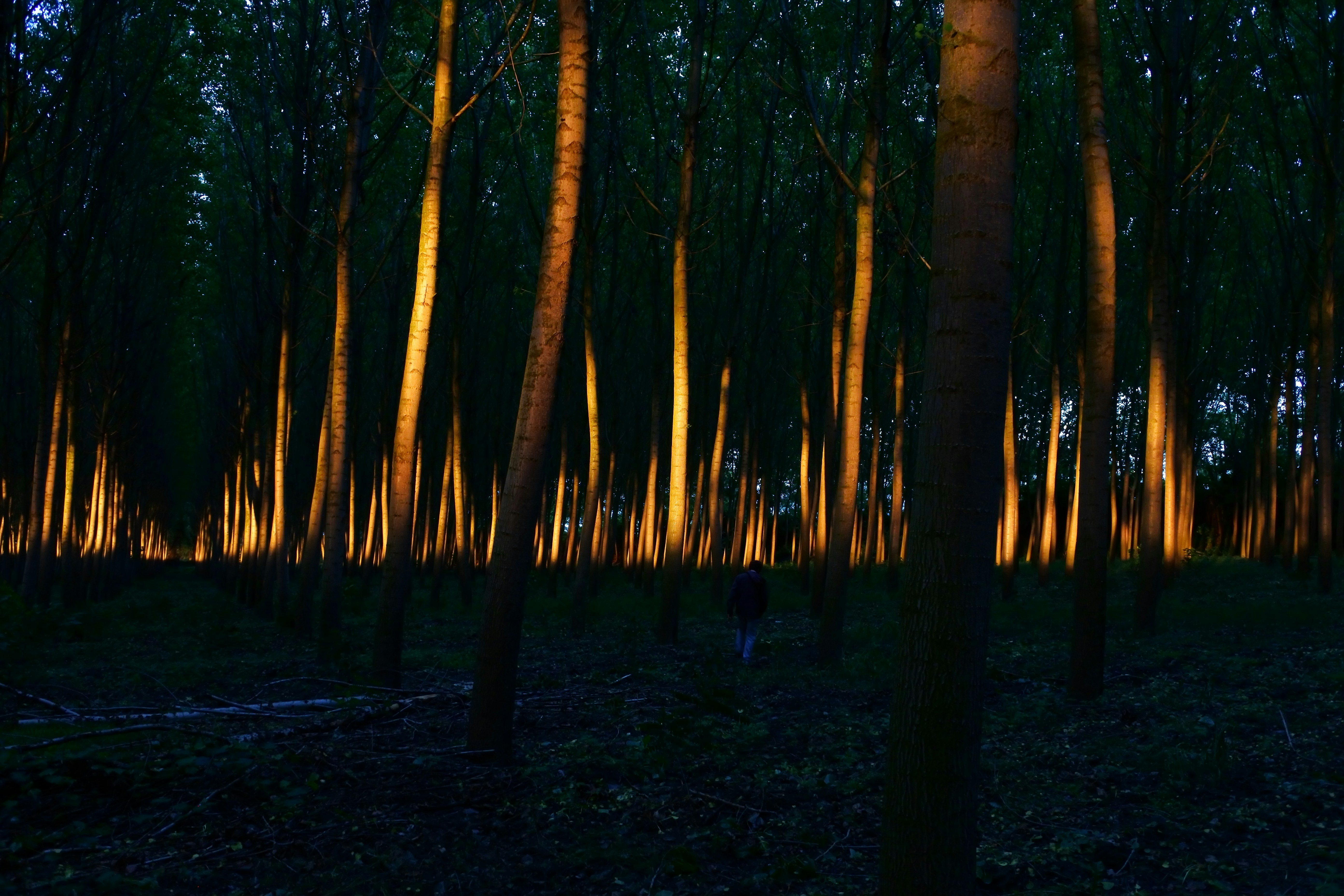 Sunlight filtering through dense forest trees at dusk.
