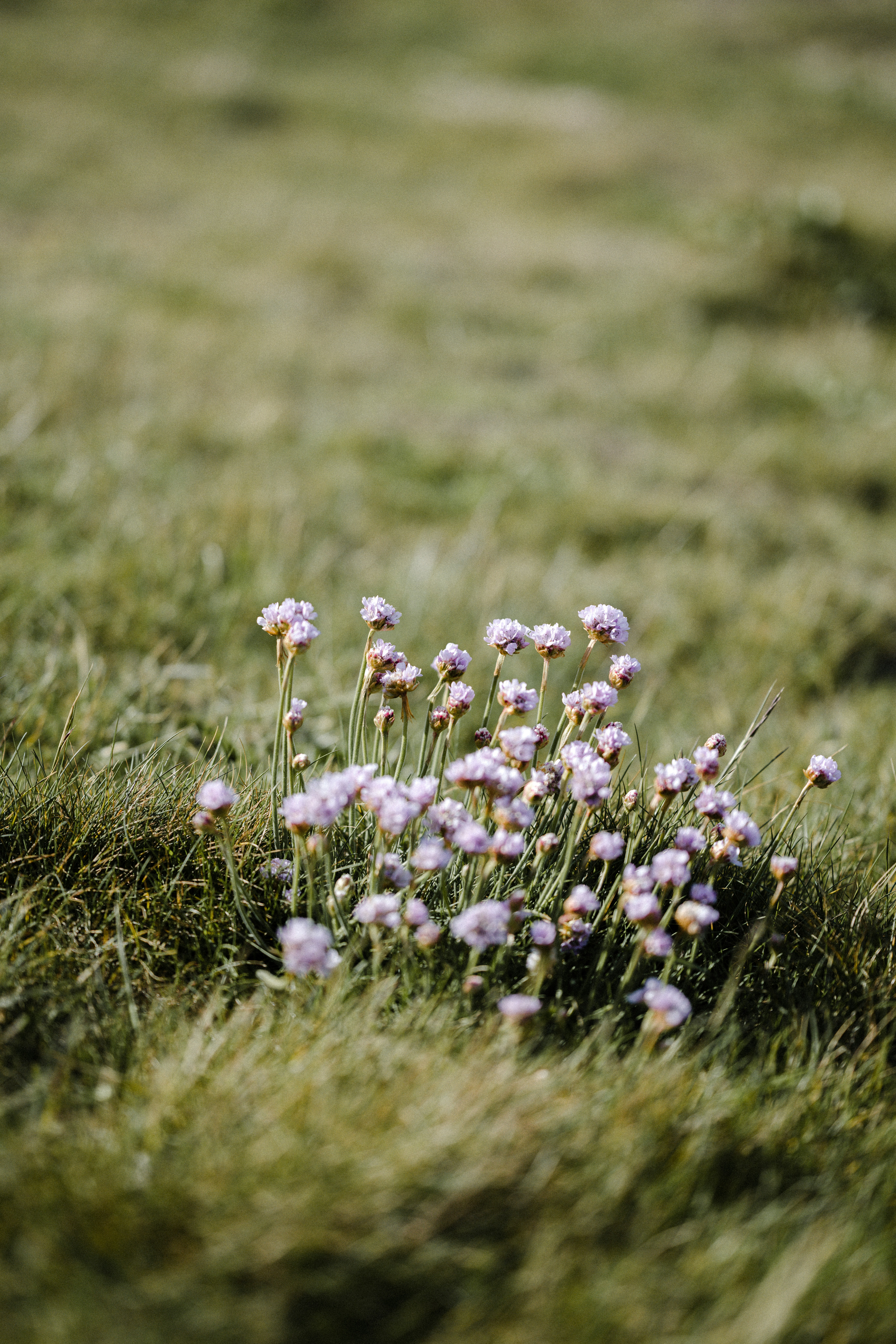 Clustered lilac heads rise from sun-kissed meadow grass