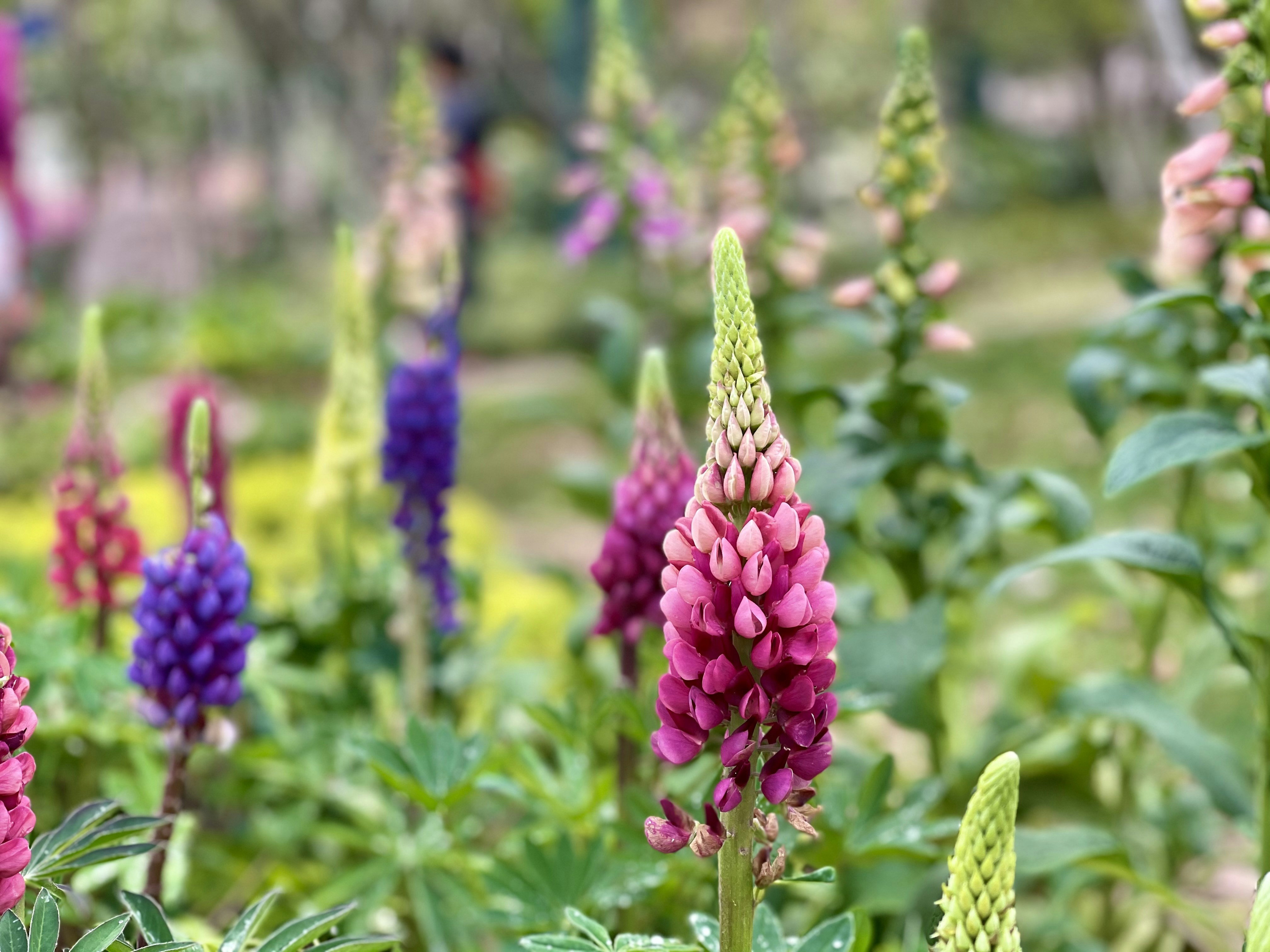 flower
