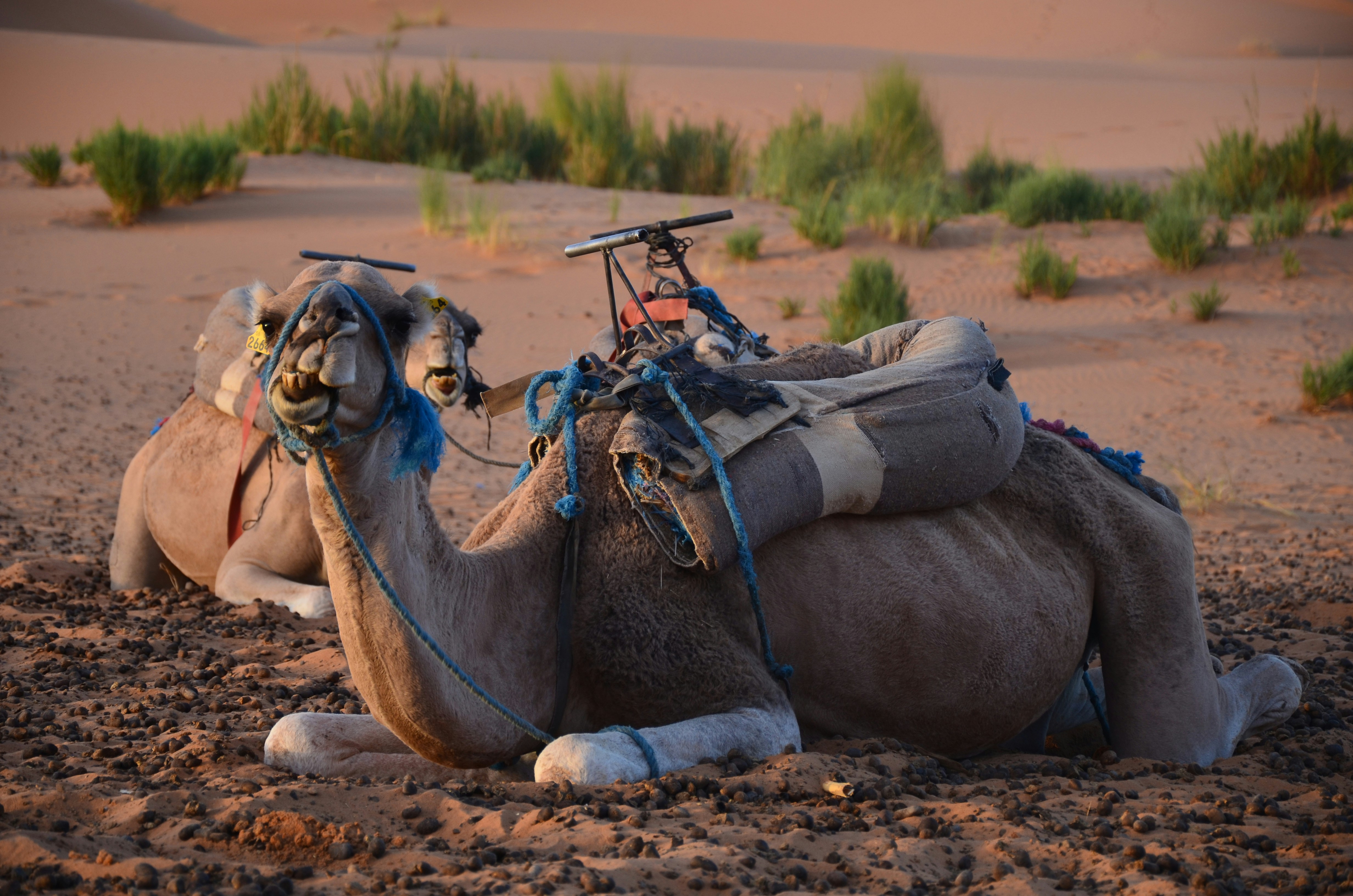 brown camel lying on brown sand during daytime