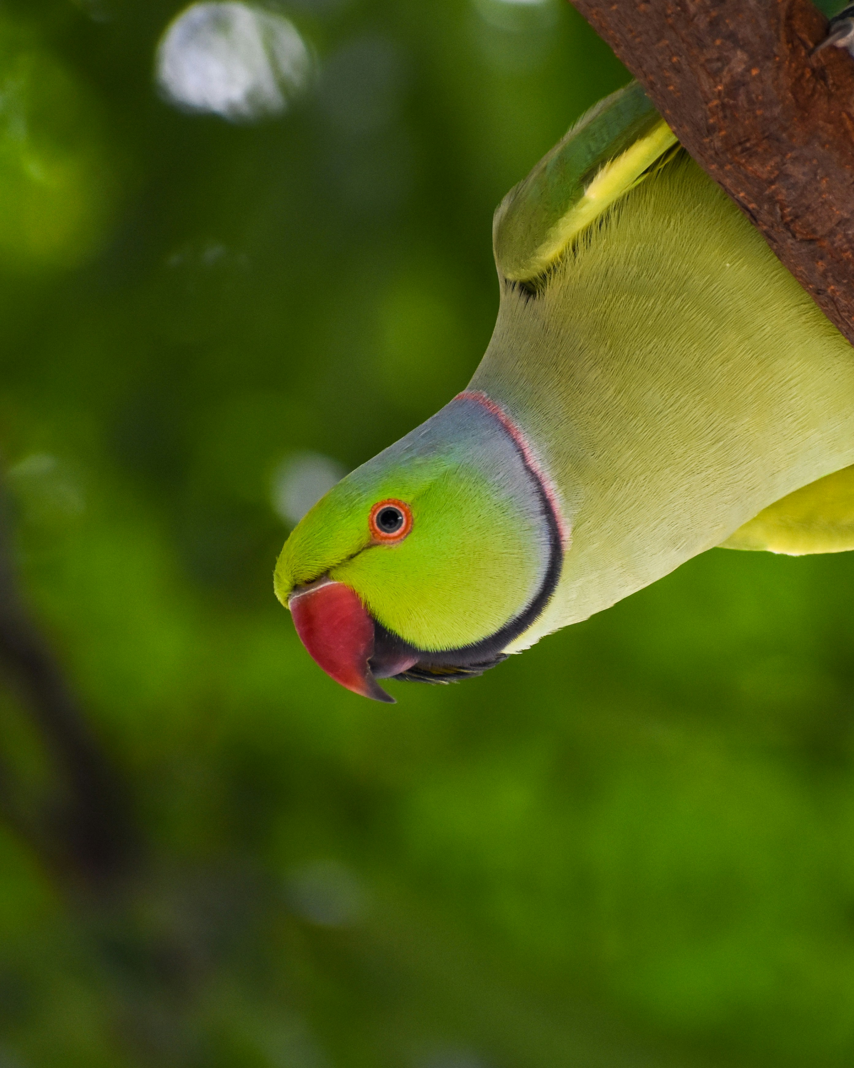 Upside-Down Emerald: a Rose-Ringed Parakeet Pauses on a Verdant Branch