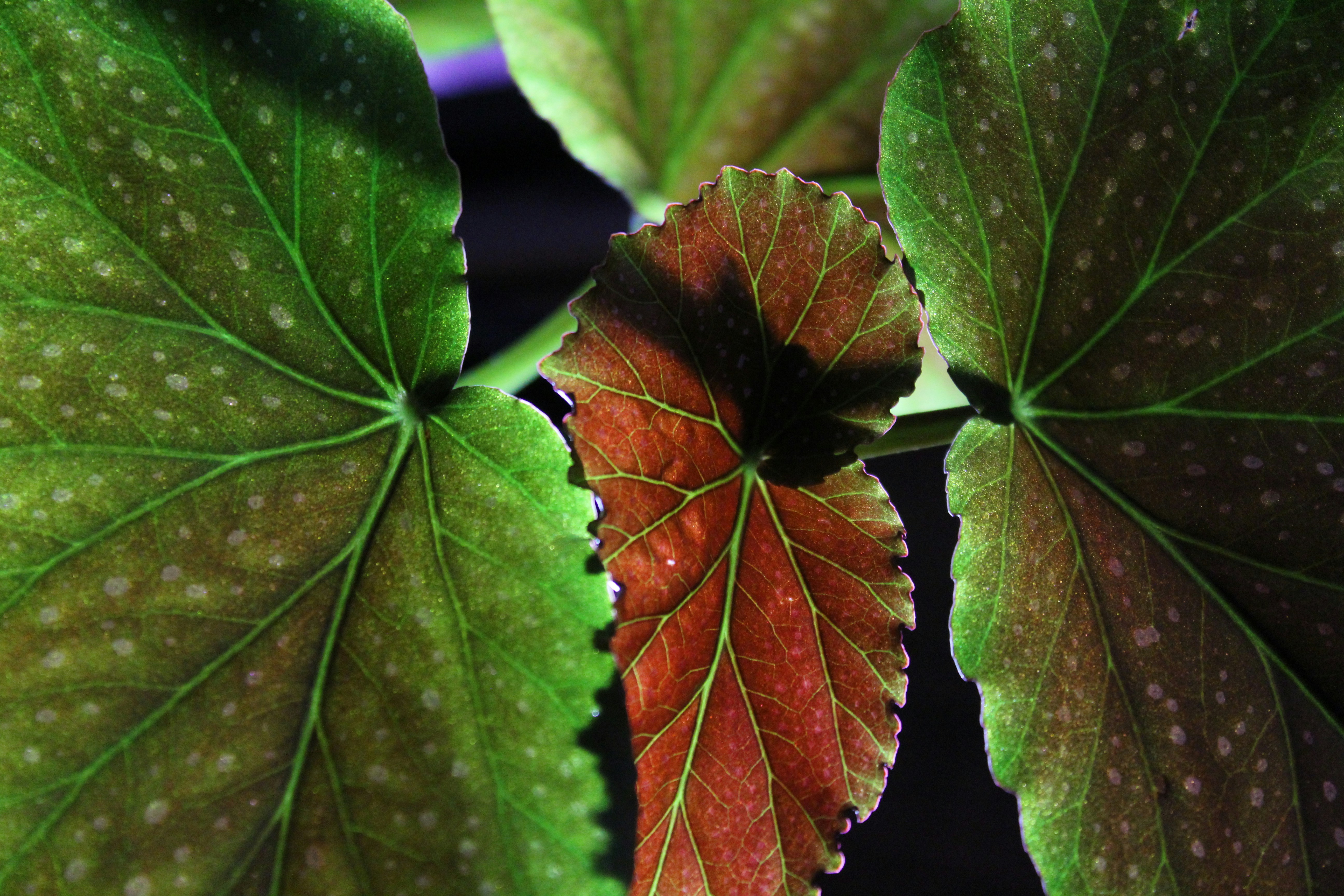 Crimson Centerleaf: Vein-Woven Drama Between Emerald Fronds
