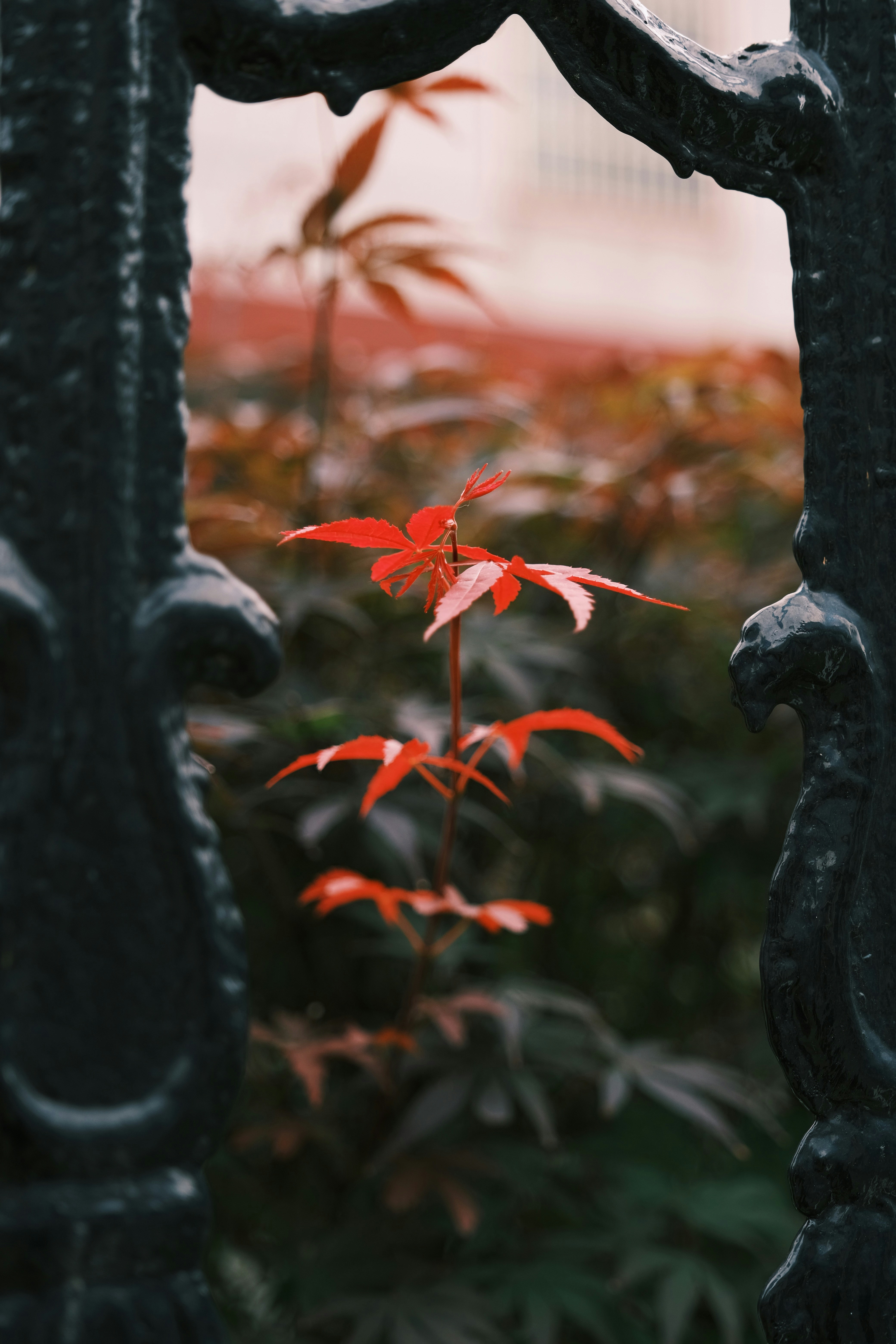 red maple leaf on black metal fence