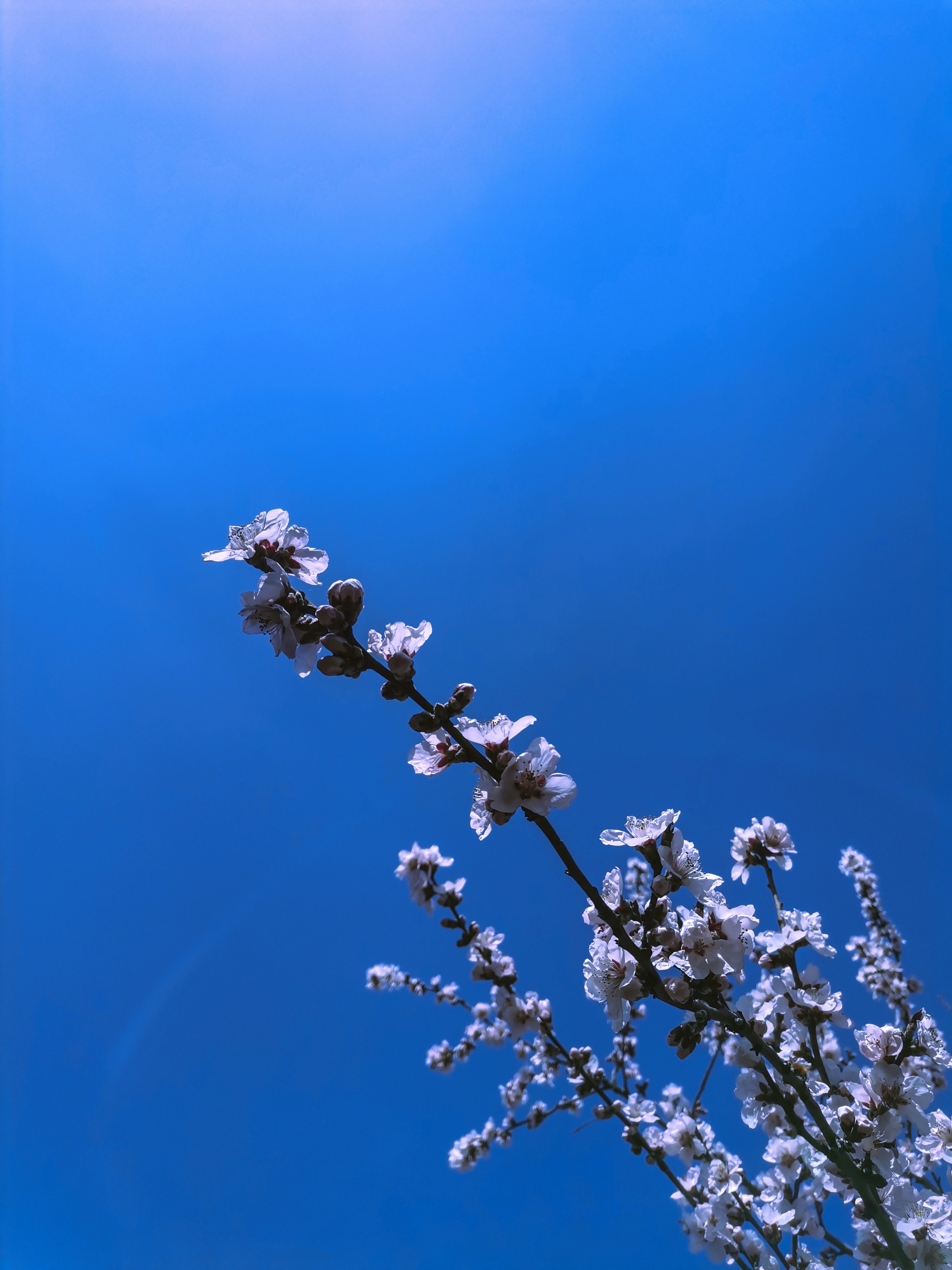 Delicate cherry blossom branches stretch upward against a clear blue sky, symbolizing the arrival of spring.