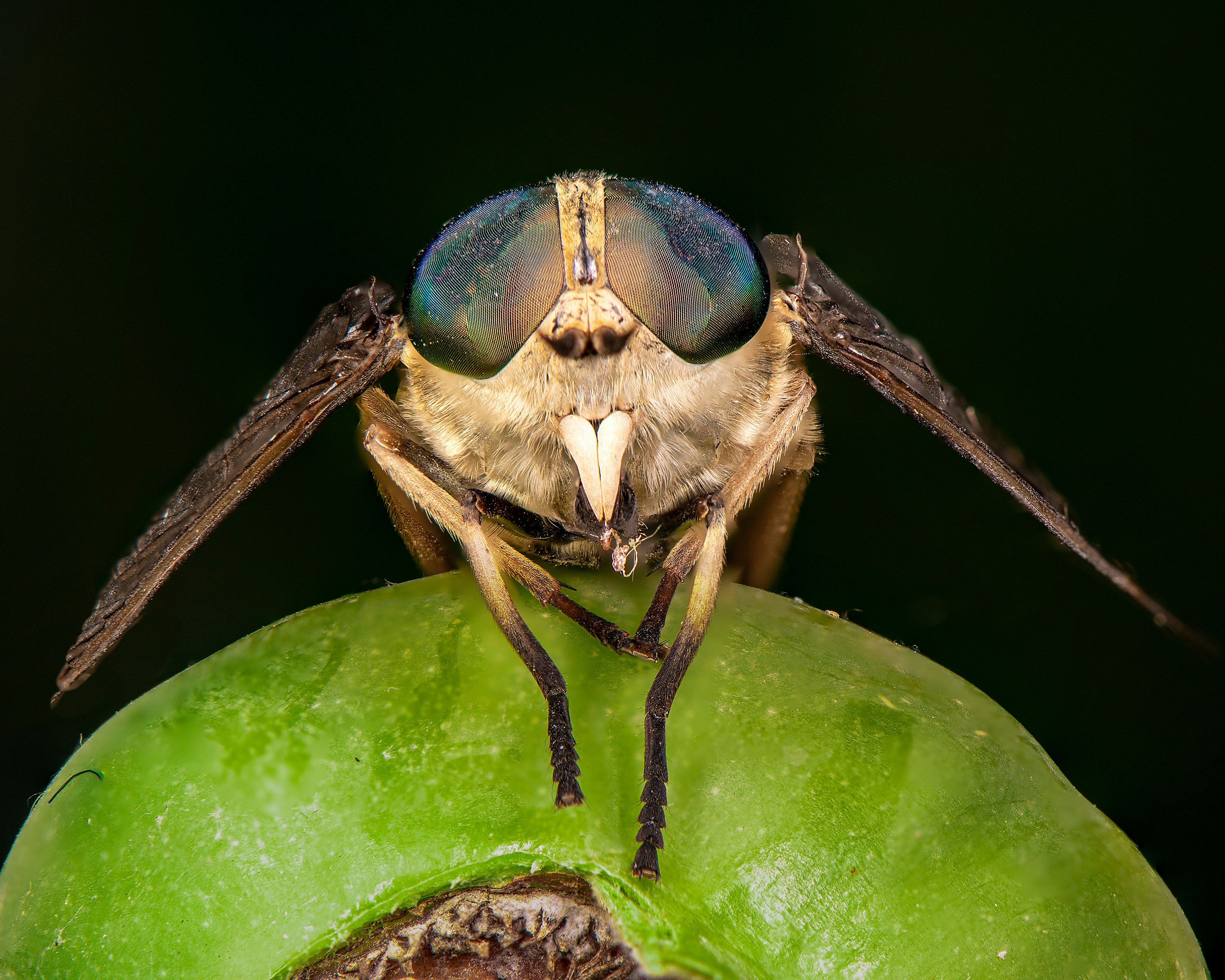 Close-up of a fly perched on a green fruit, showcasing intricate details of its eyes and mouthparts against a dark background.