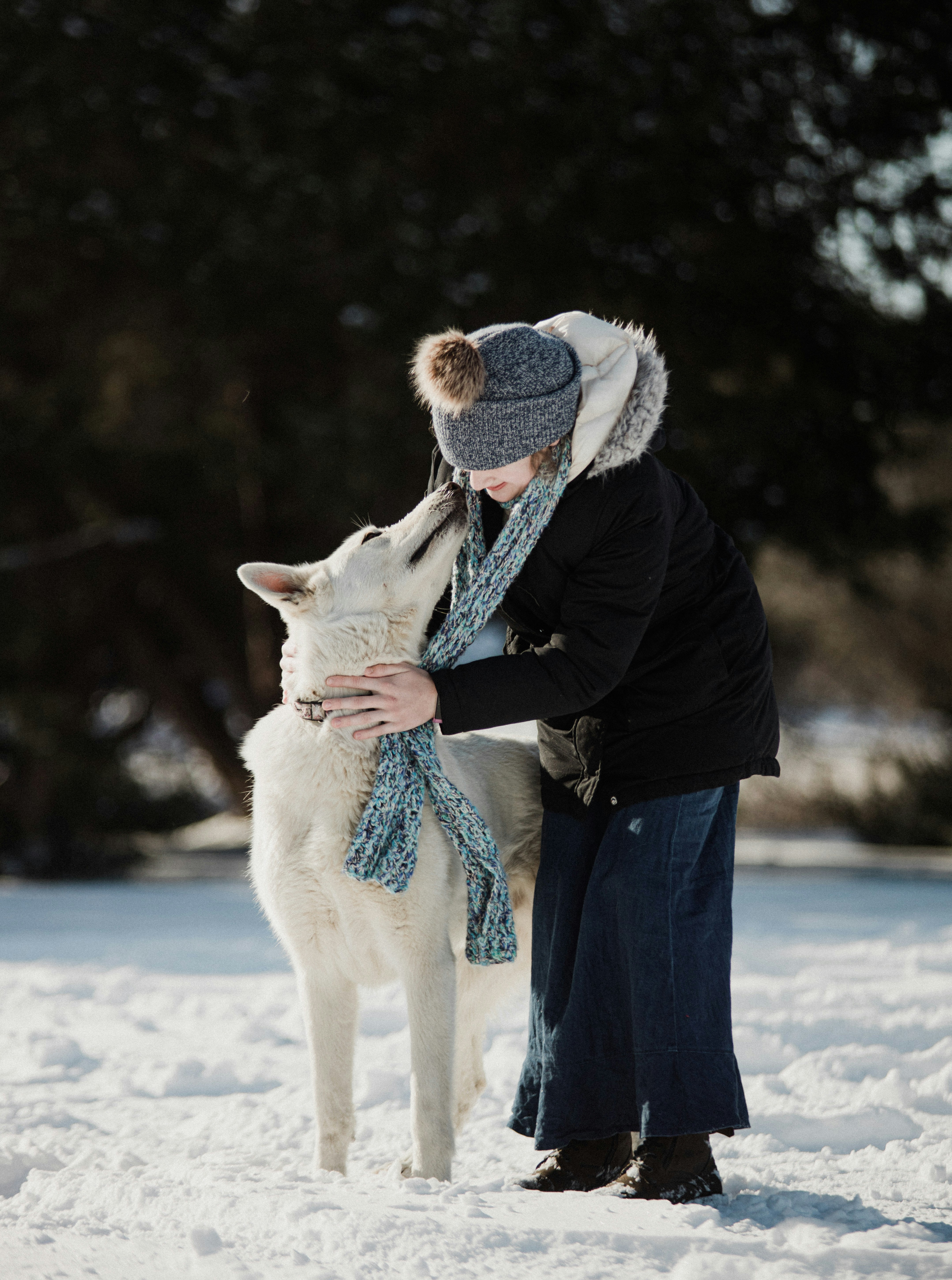 Winter Whisker Greeting: A Girl and Her Husky Share a Kiss in Snow
