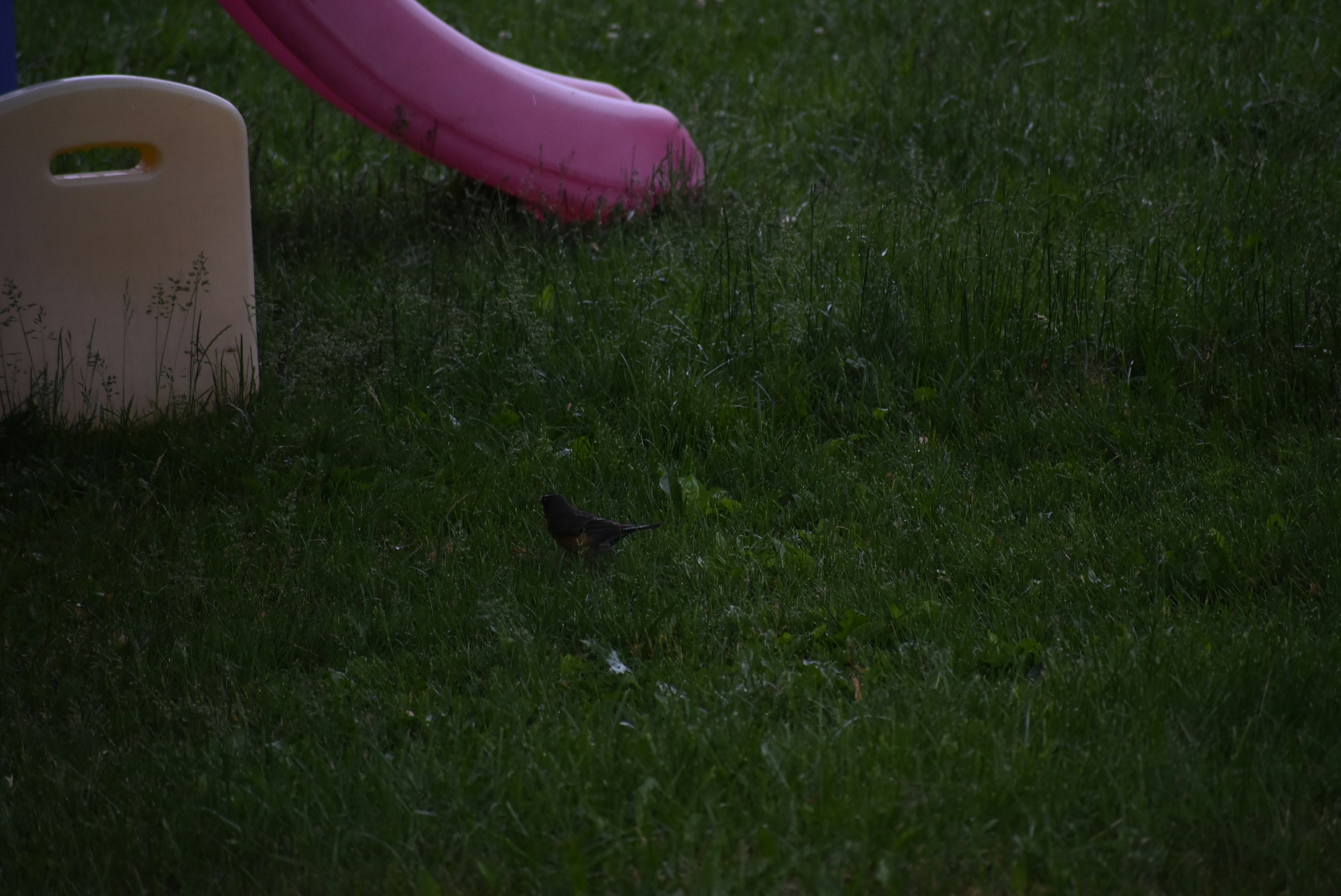 Tiny Songbird in the Shadow of a Playground Slide at Dusk