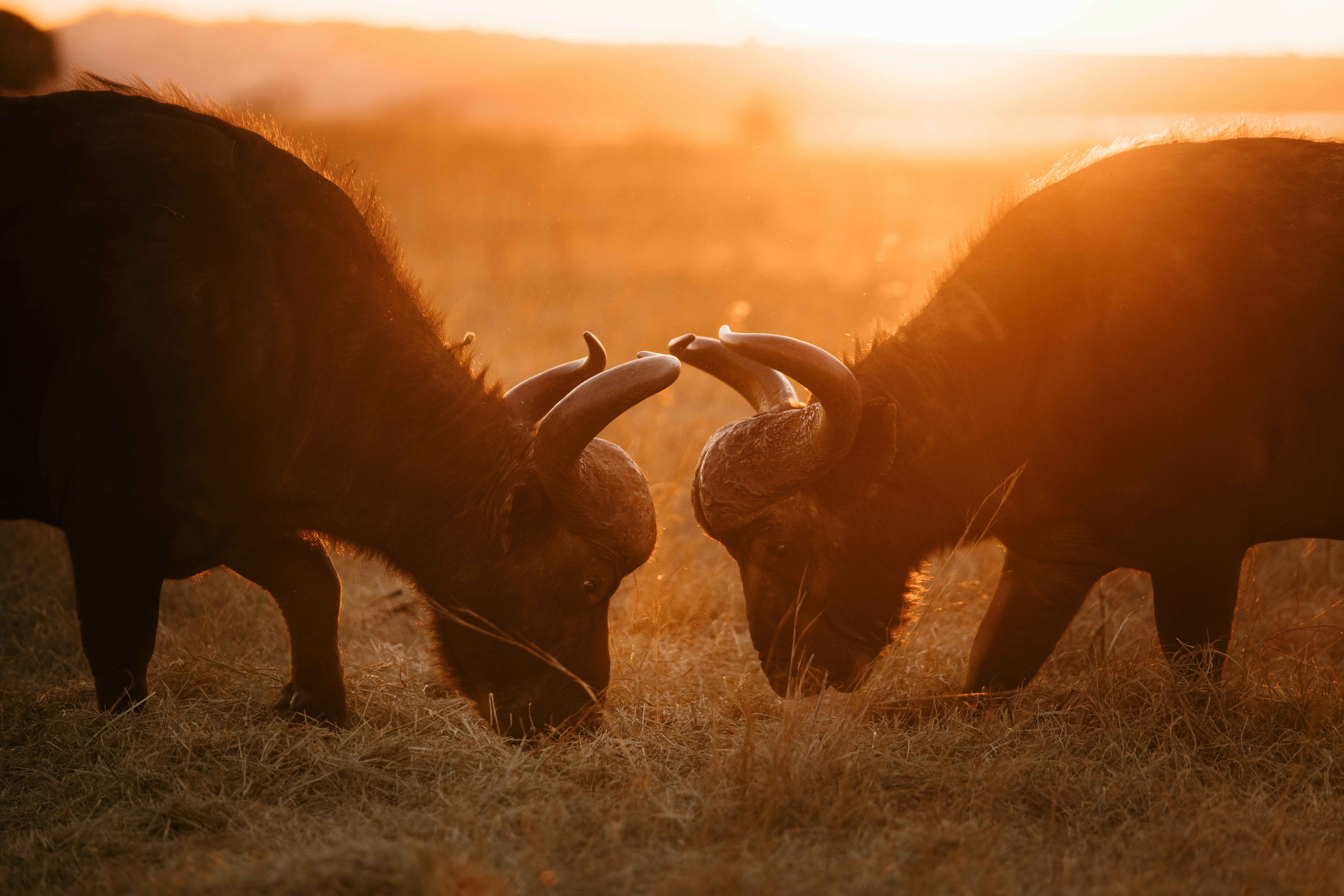 Two buffaloes locking horns in a sunlit field at sunset.