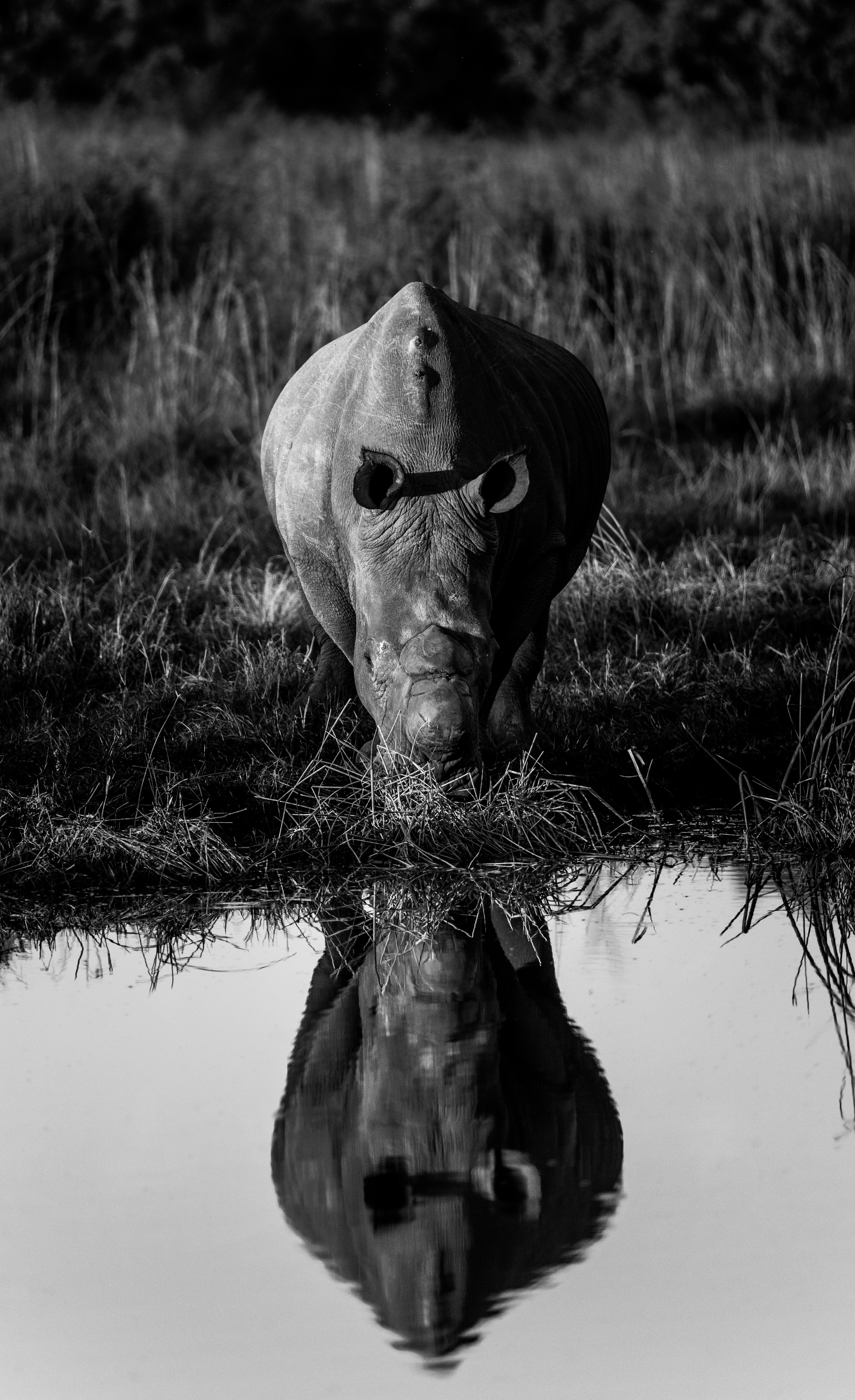 Rhino grazing near a still pond, its reflection captured in the water's surface. The monochrome tones emphasize texture and form.