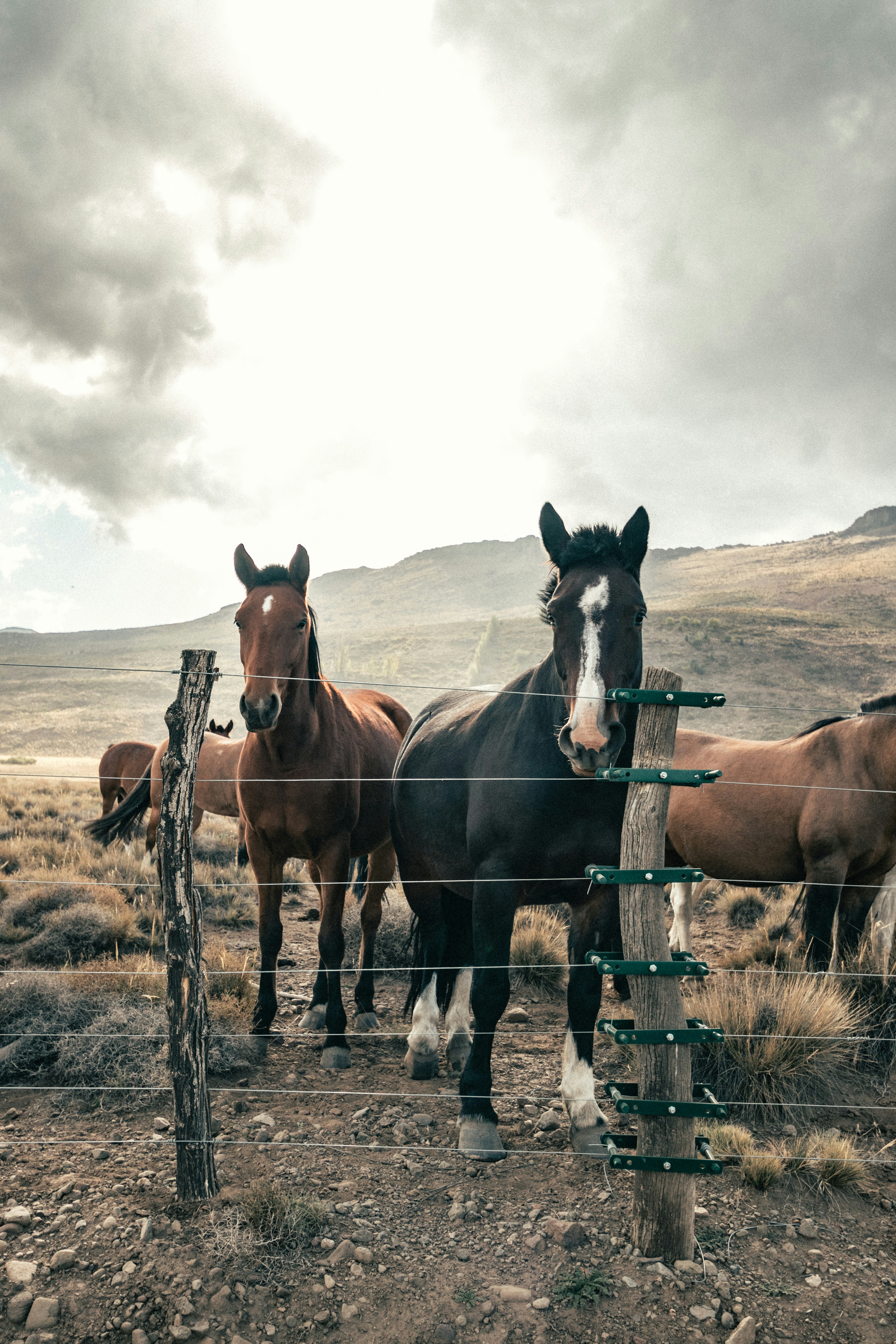 Group of horses gathered near a wooden fence with a mountainous backdrop under a cloudy sky.