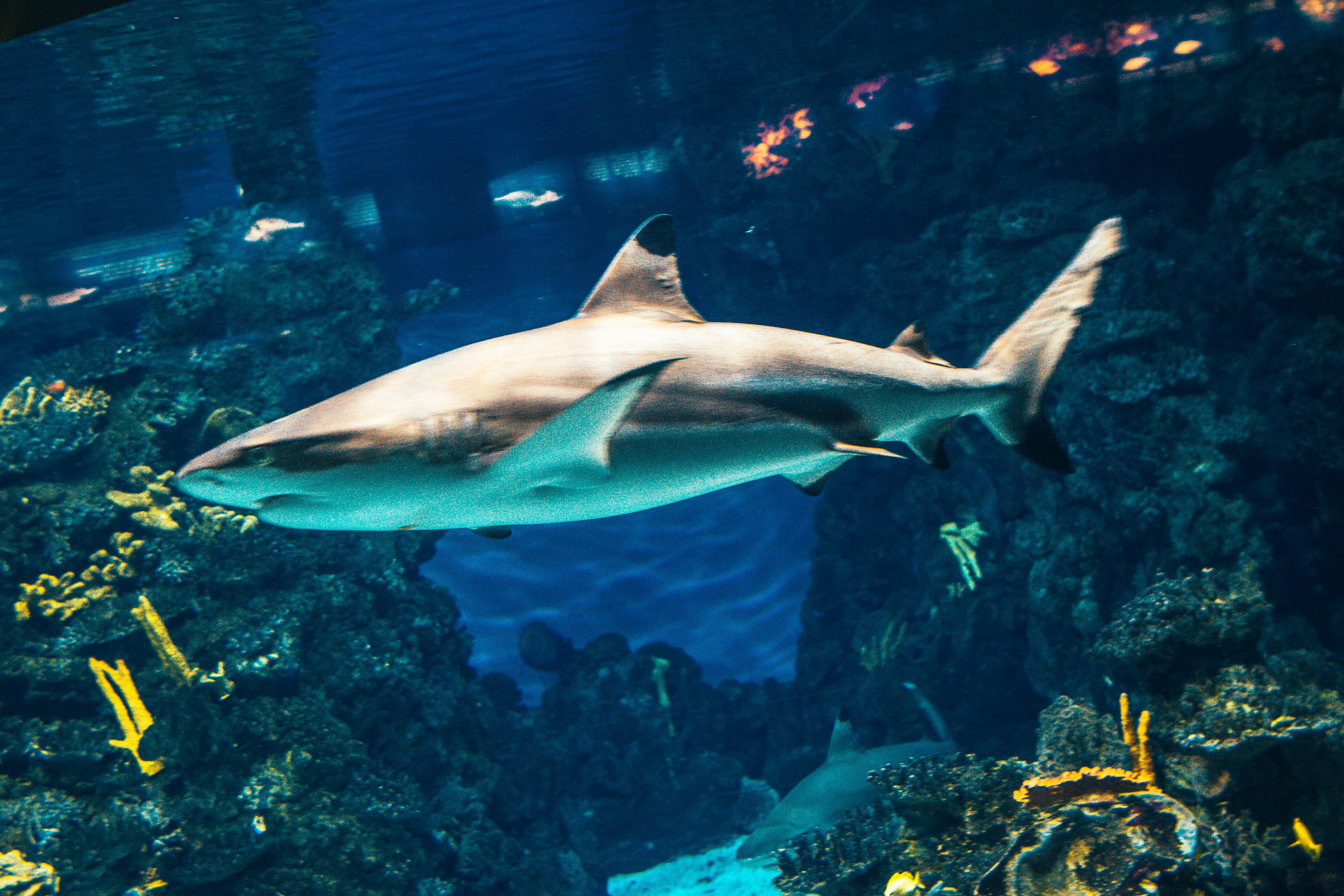 A sleek shark swims gracefully through a vibrant underwater ecosystem, showcasing the intricate coral formations and marine life surrounding it.