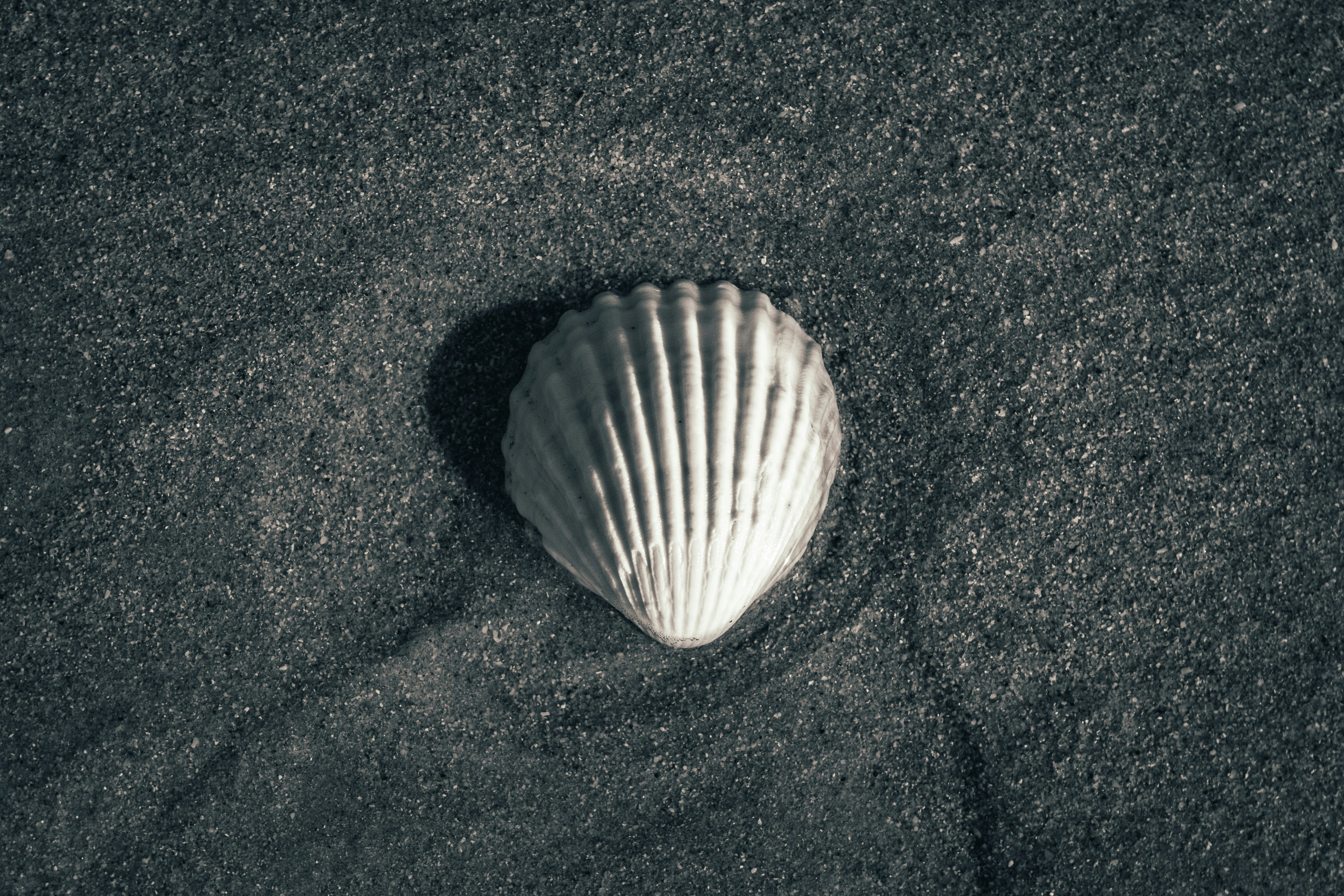 A single scallop shell rests on a bed of fine sand, its intricate ridges highlighted by soft shadows. The monochromatic tones evoke a sense of calm and tranquility.