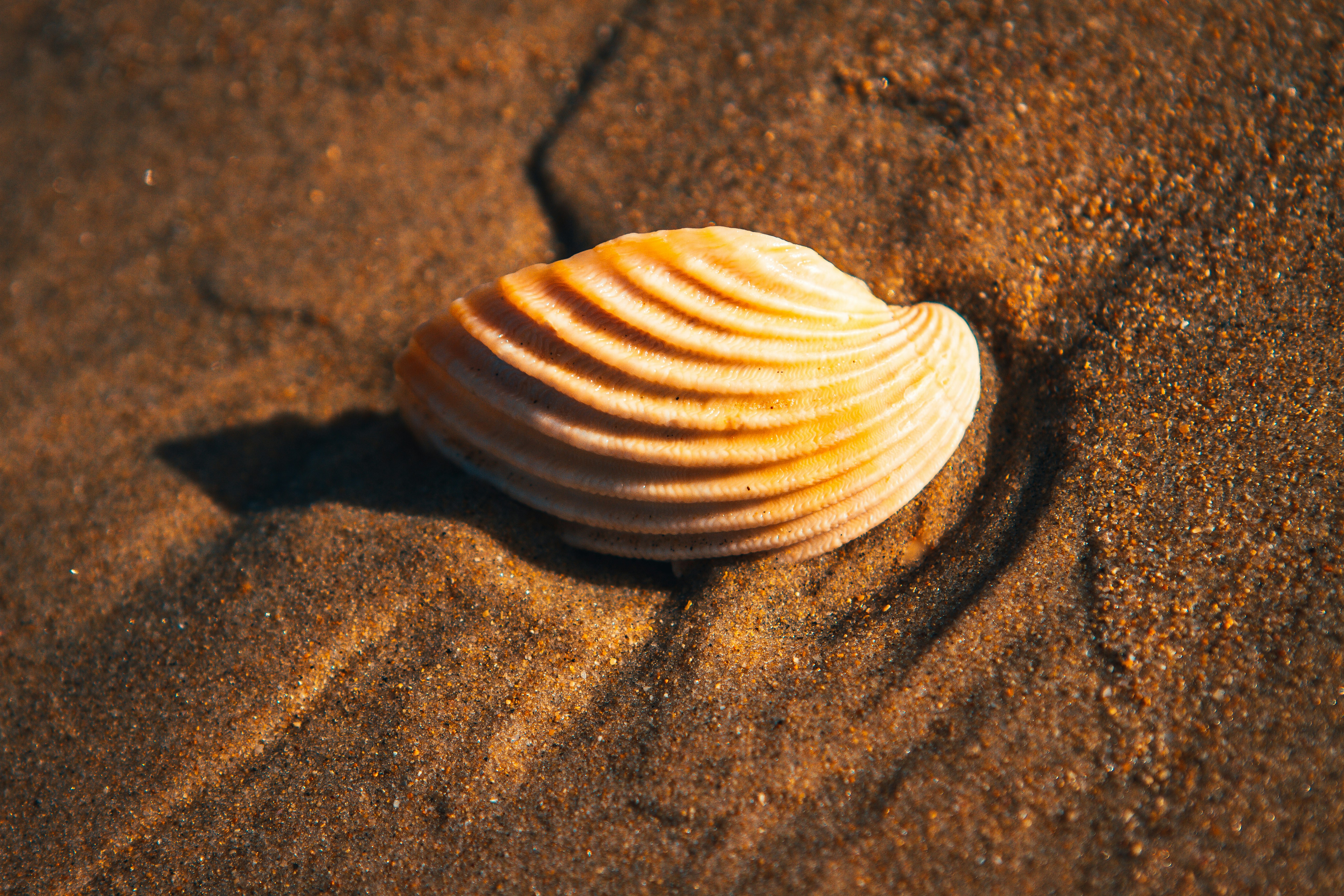 A beautifully textured shell resting on golden sand, illuminated by soft sunlight, showcasing intricate lines and natural patterns.