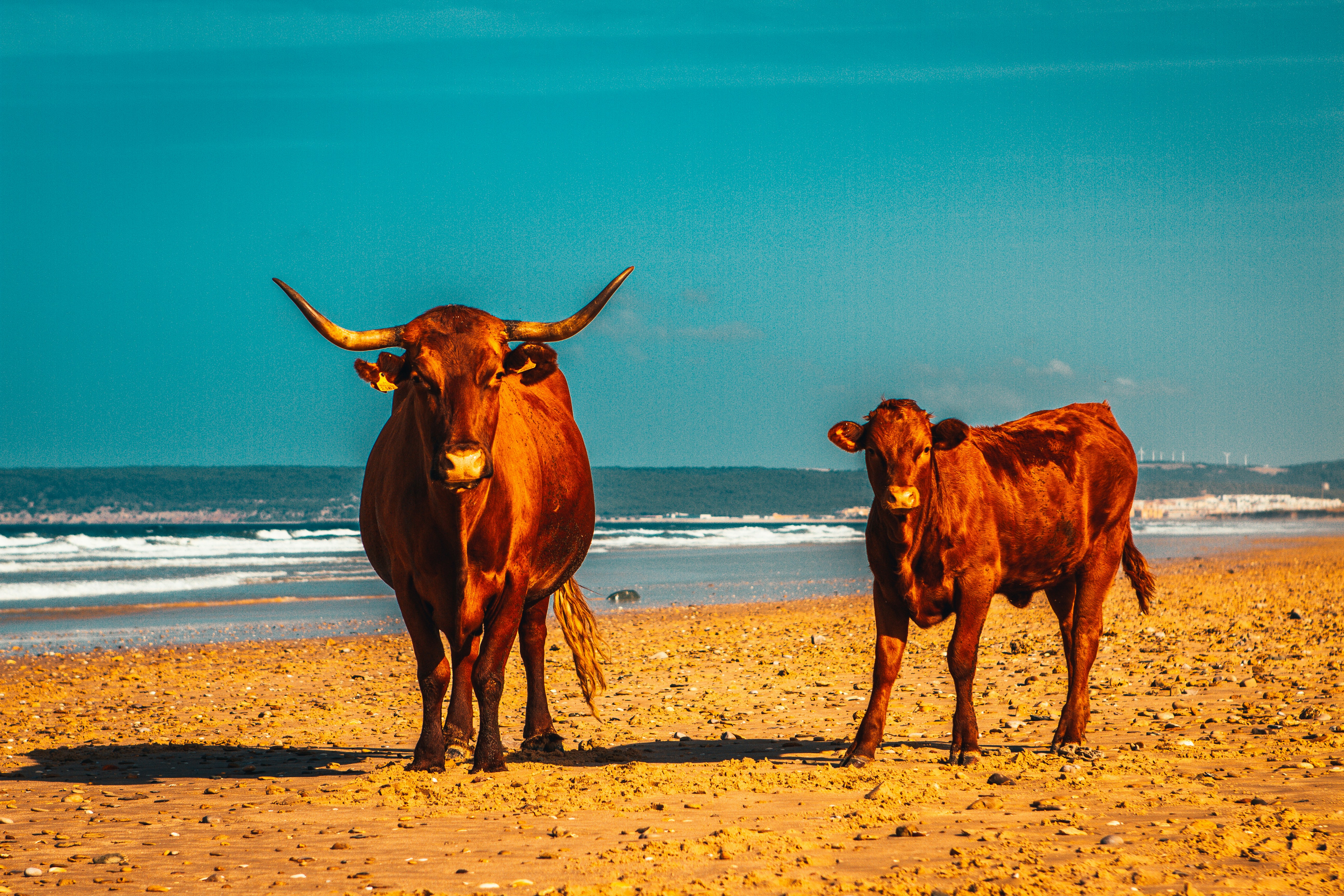 Brown cow on brown sand during daytime photo – Free Spain Image on Unsplash