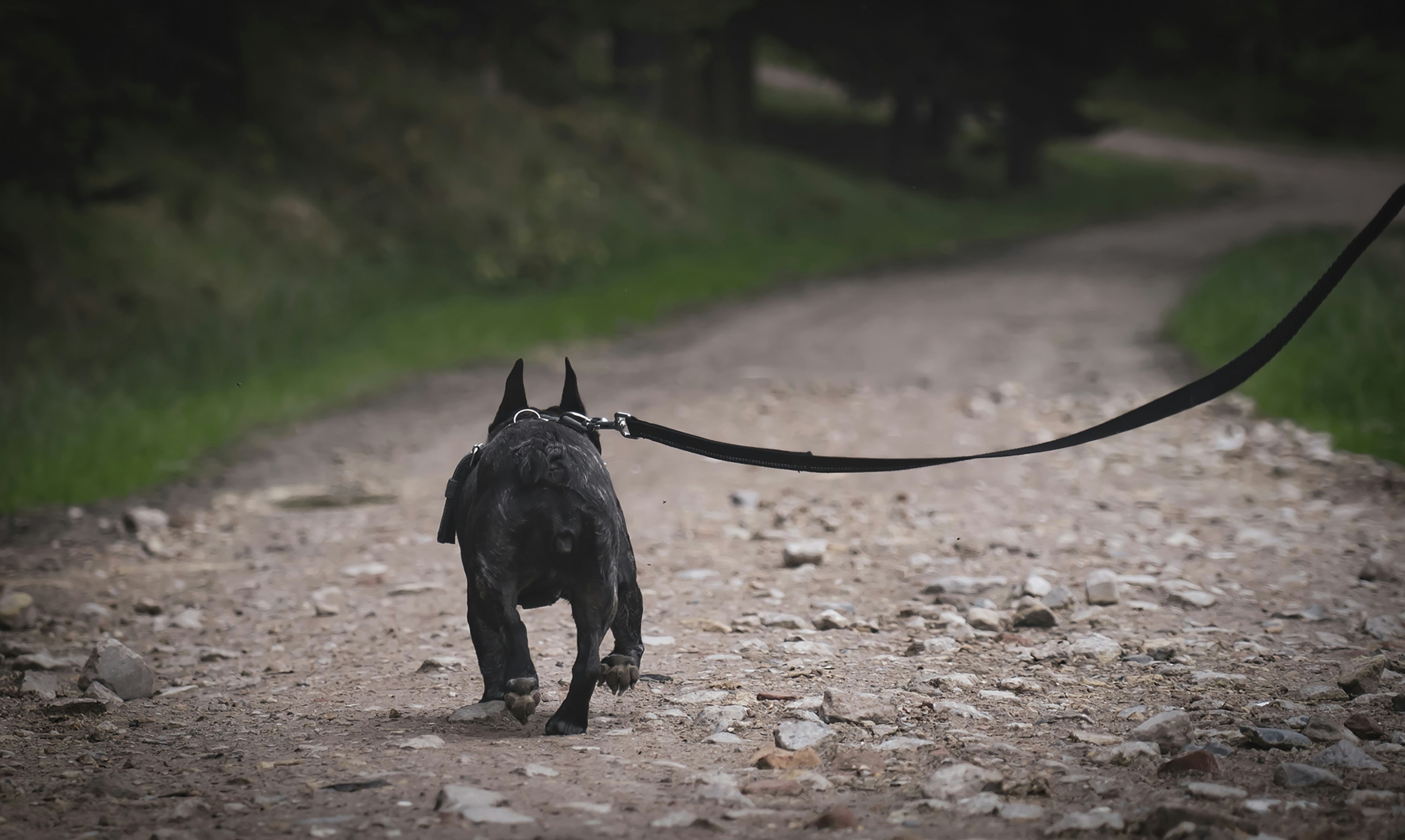 black short coat small dog walking on dirt road during daytime