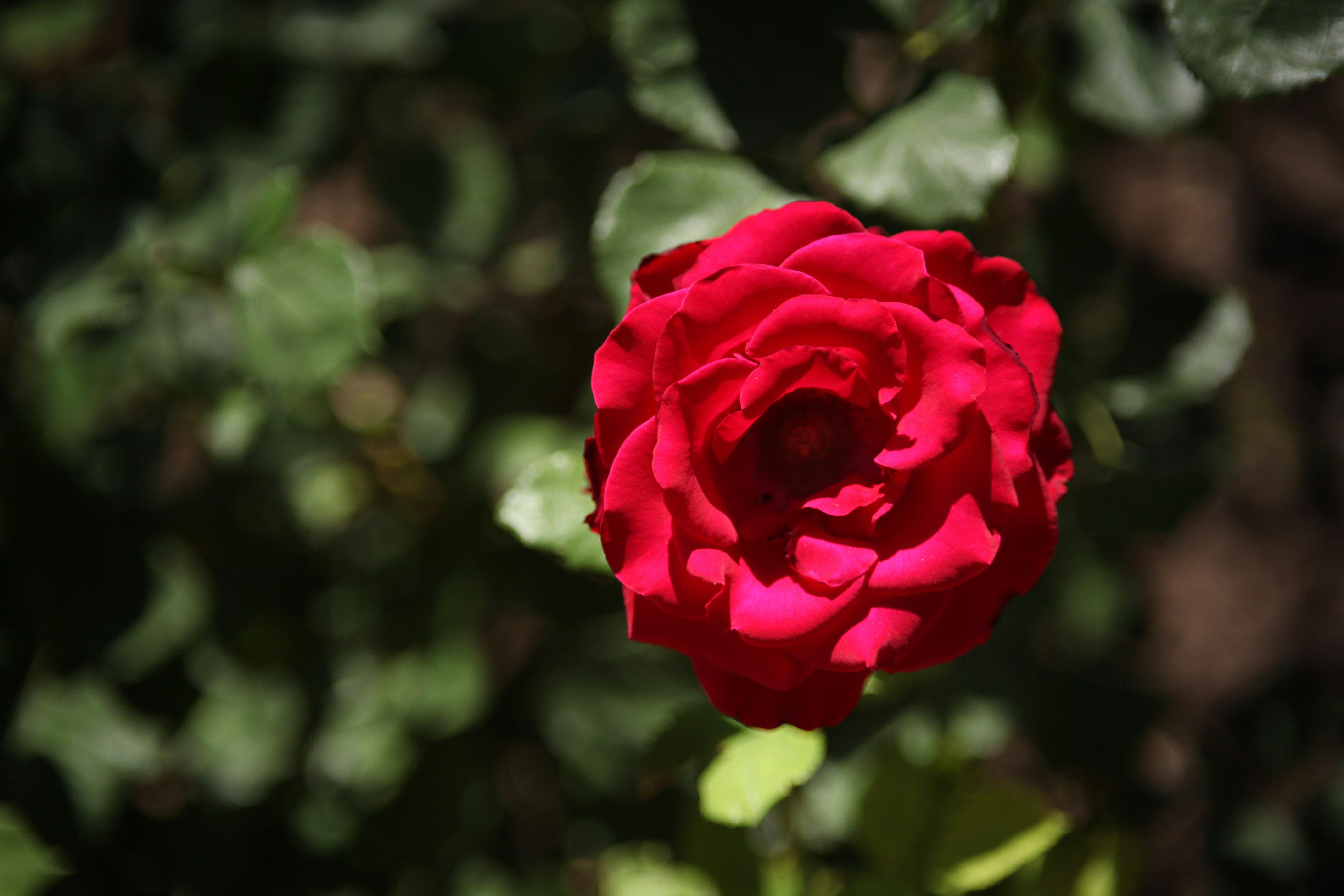 Vibrant red rose in full bloom surrounded by lush green leaves, showcasing nature's beauty and detail.