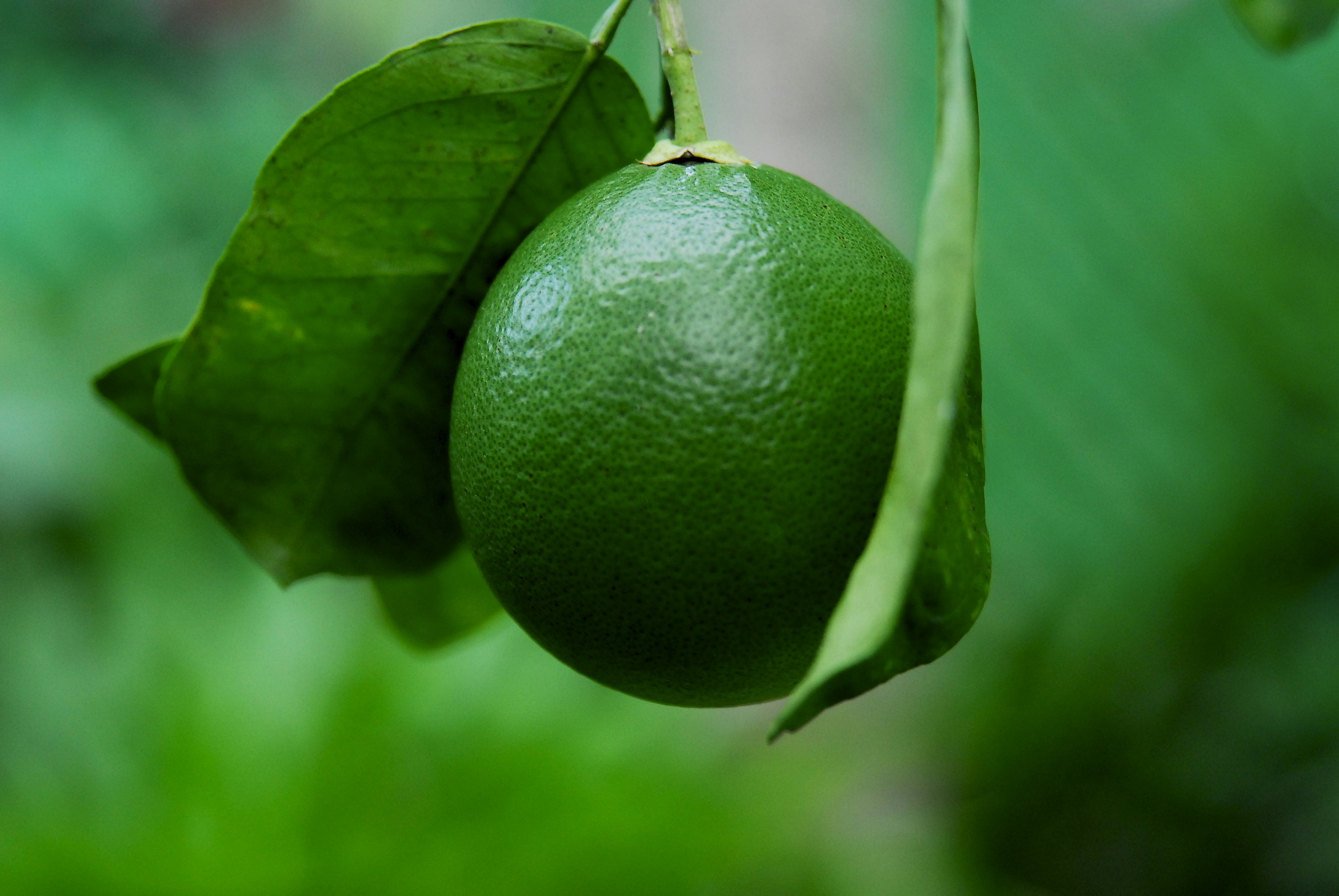 Green round fruit in close up photography photo – Free Greenorange ...