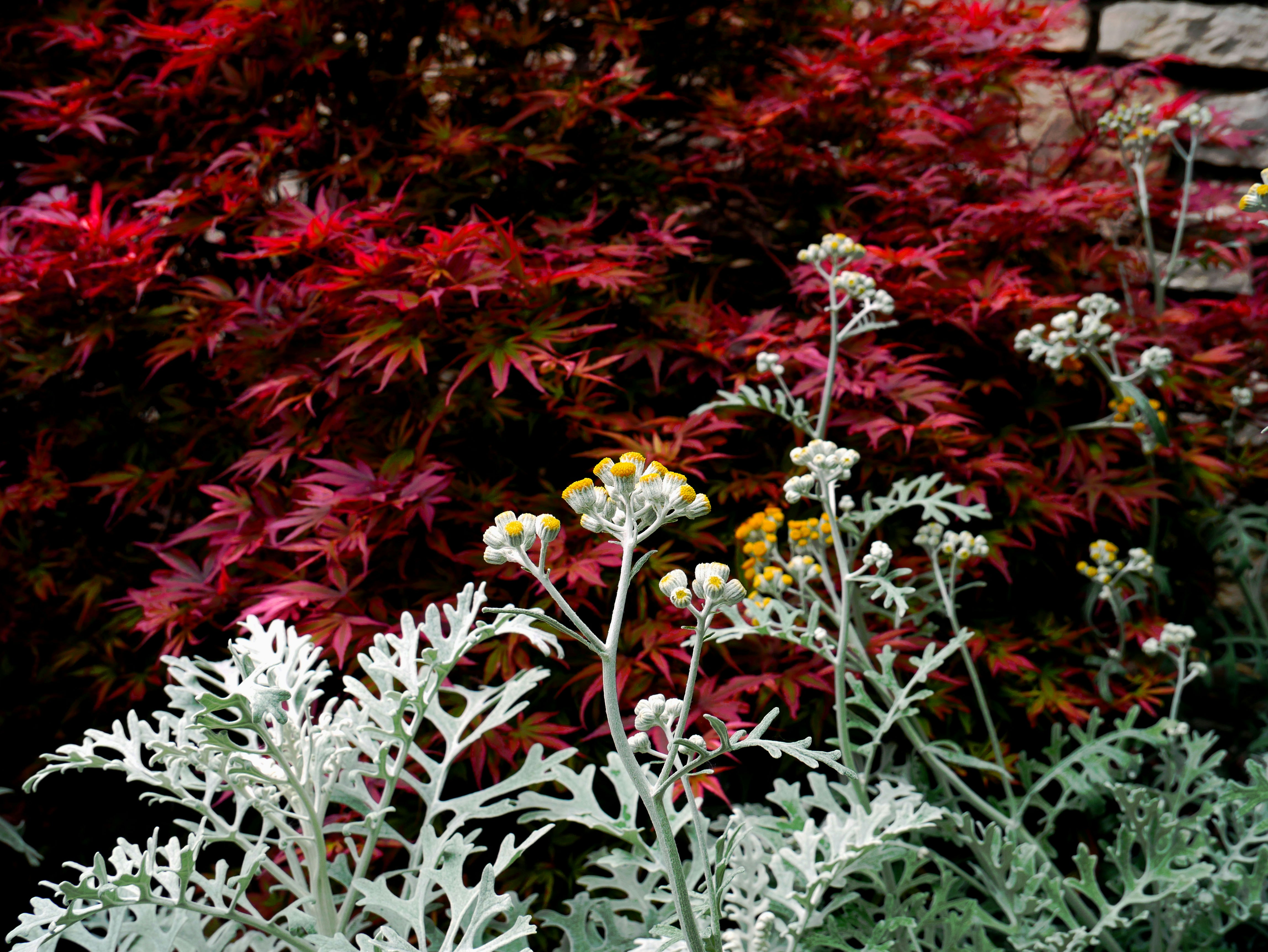 Dusty Miller in Front of Crimson Maple: A Quiet Garden Contrast