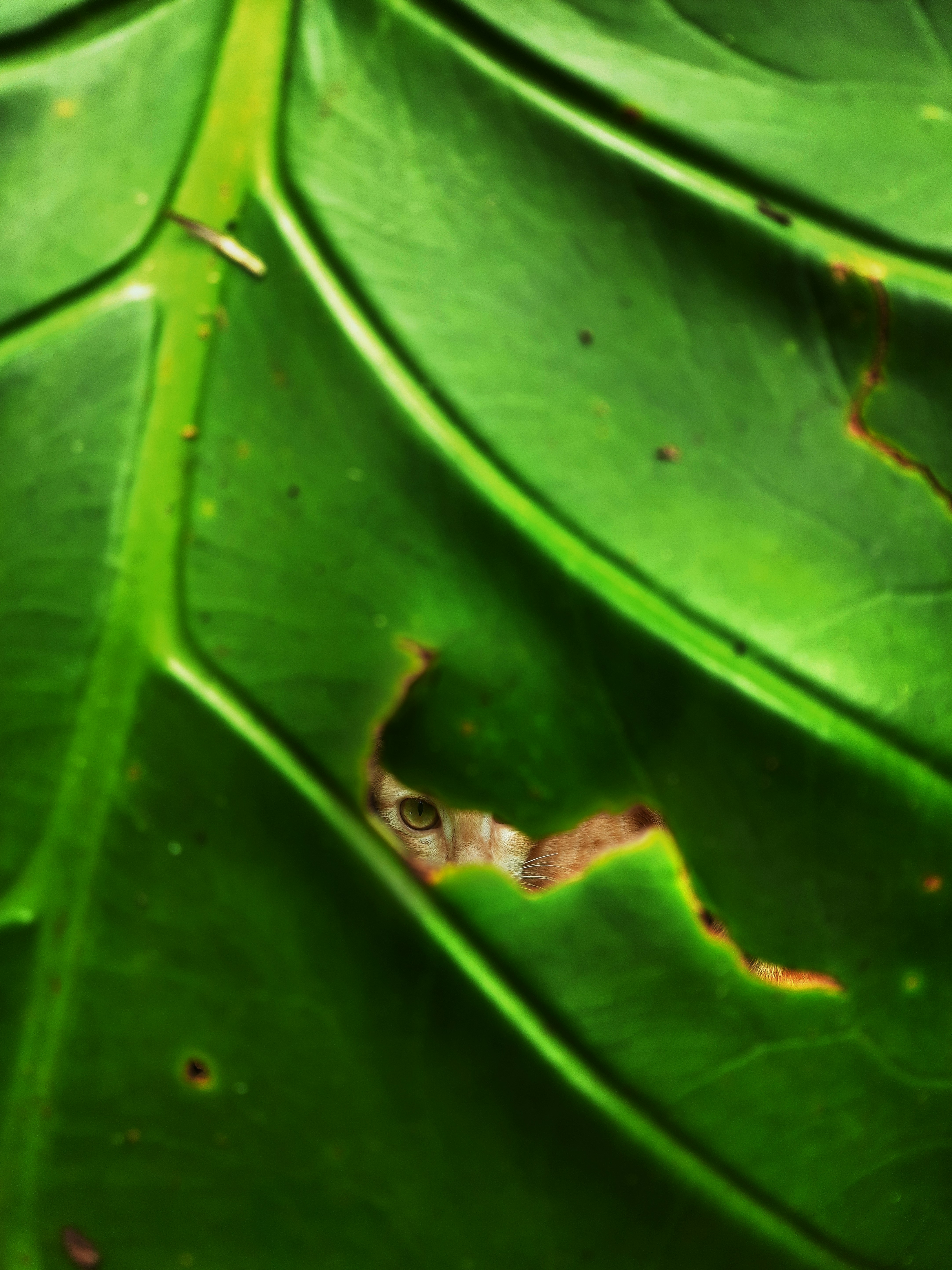 Macro close-up of a green leaf with a small animal eye peering through a torn edge. The composition highlights leaf texture and the concealed gaze.