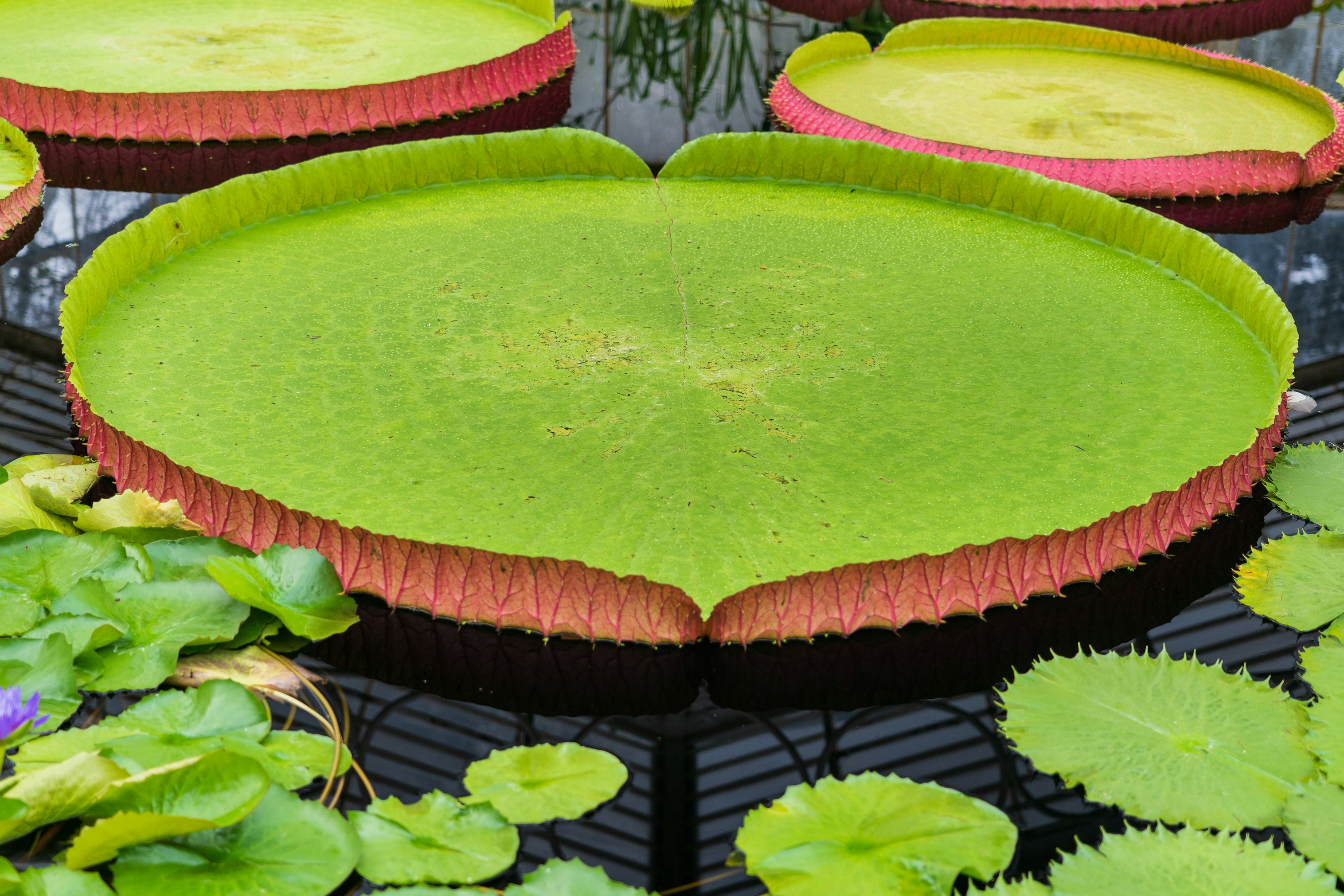 Crimson Edges, Verdant Disc: A Victoria Lily Dominates a Quiet Pond