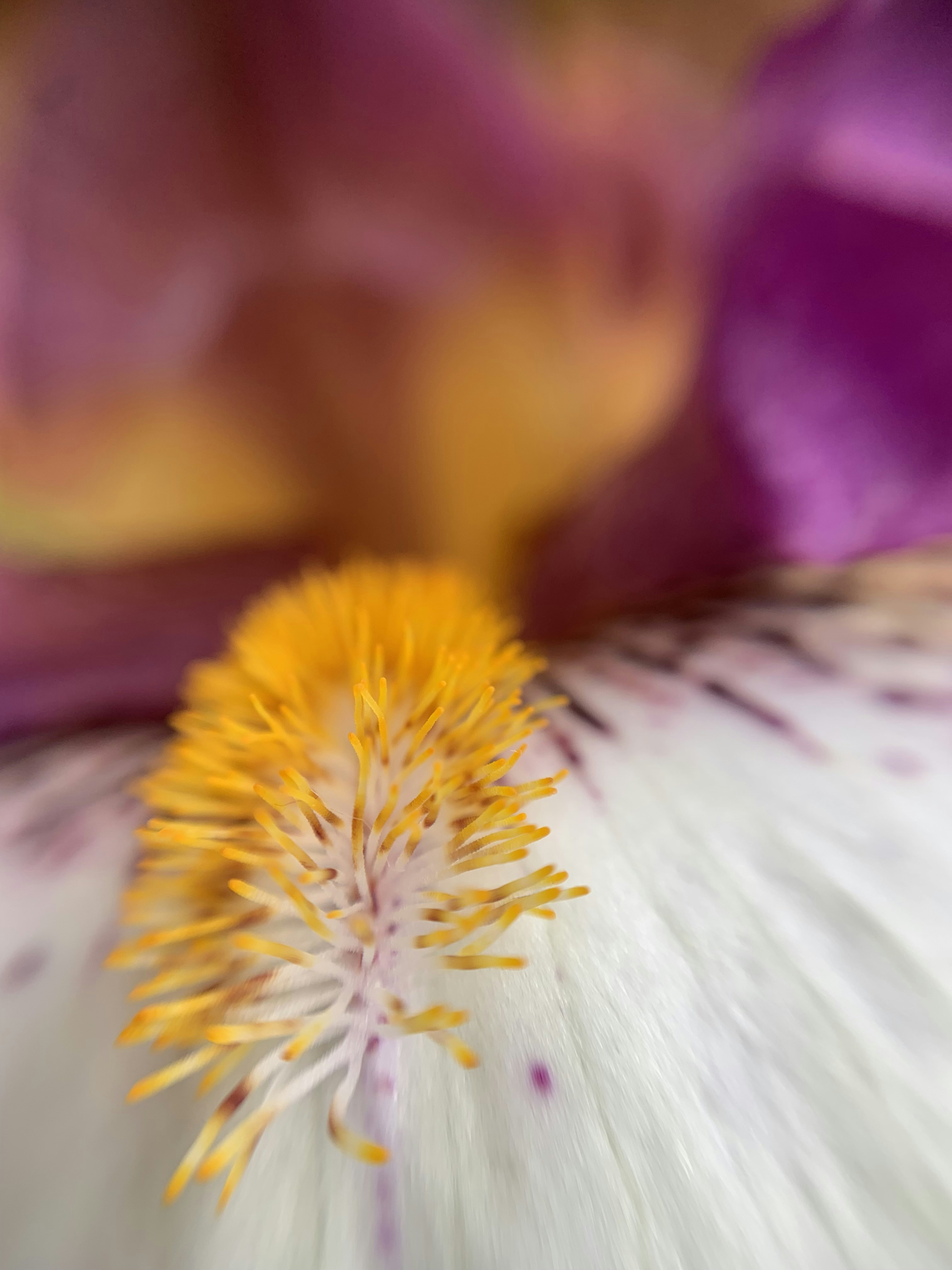Golden Stamen Crown Framed by Velvet Petals in Macro Glow