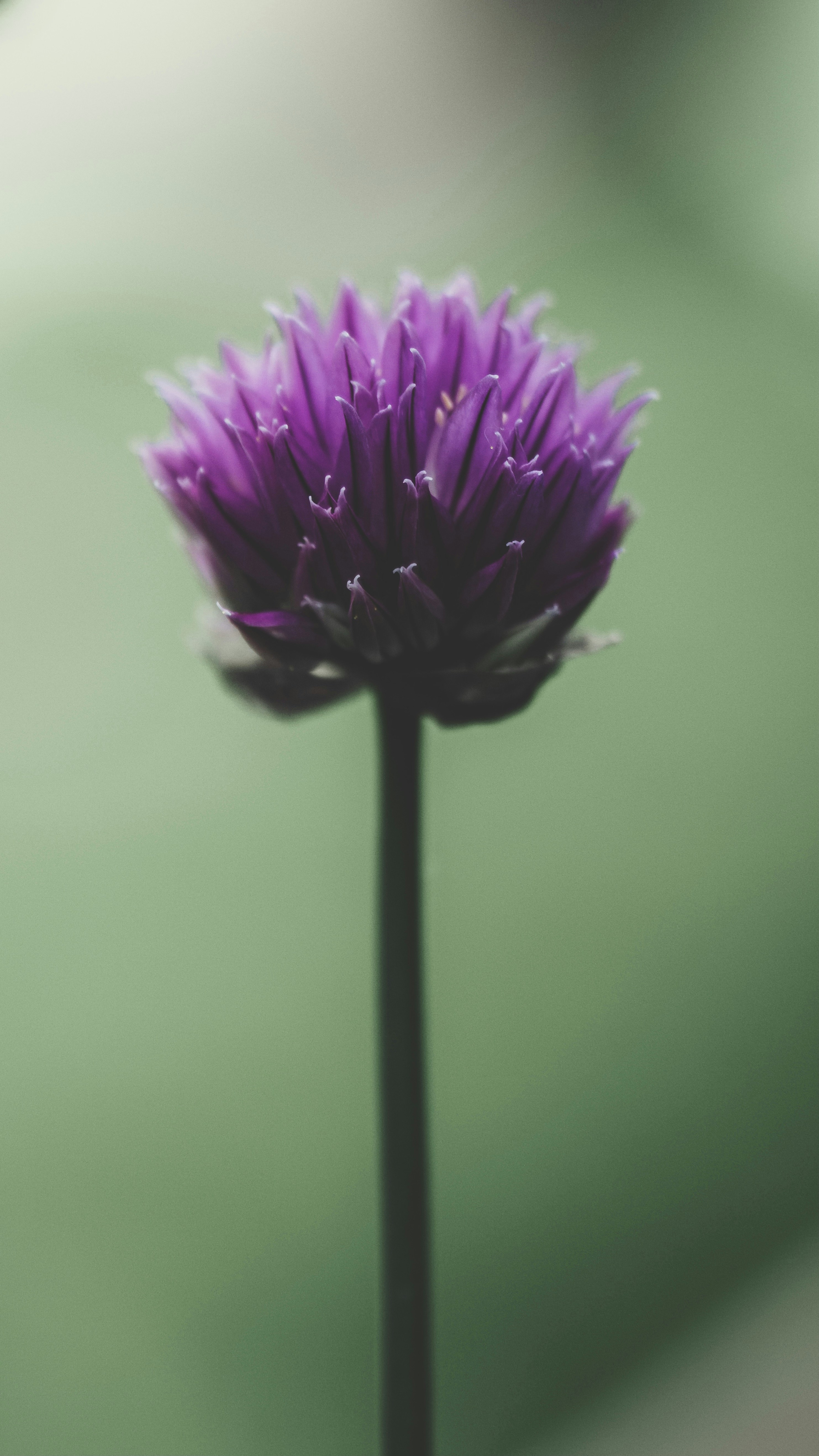 Close-up photograph of a purple globe thistle with a shallow depth of field against a soft green background.