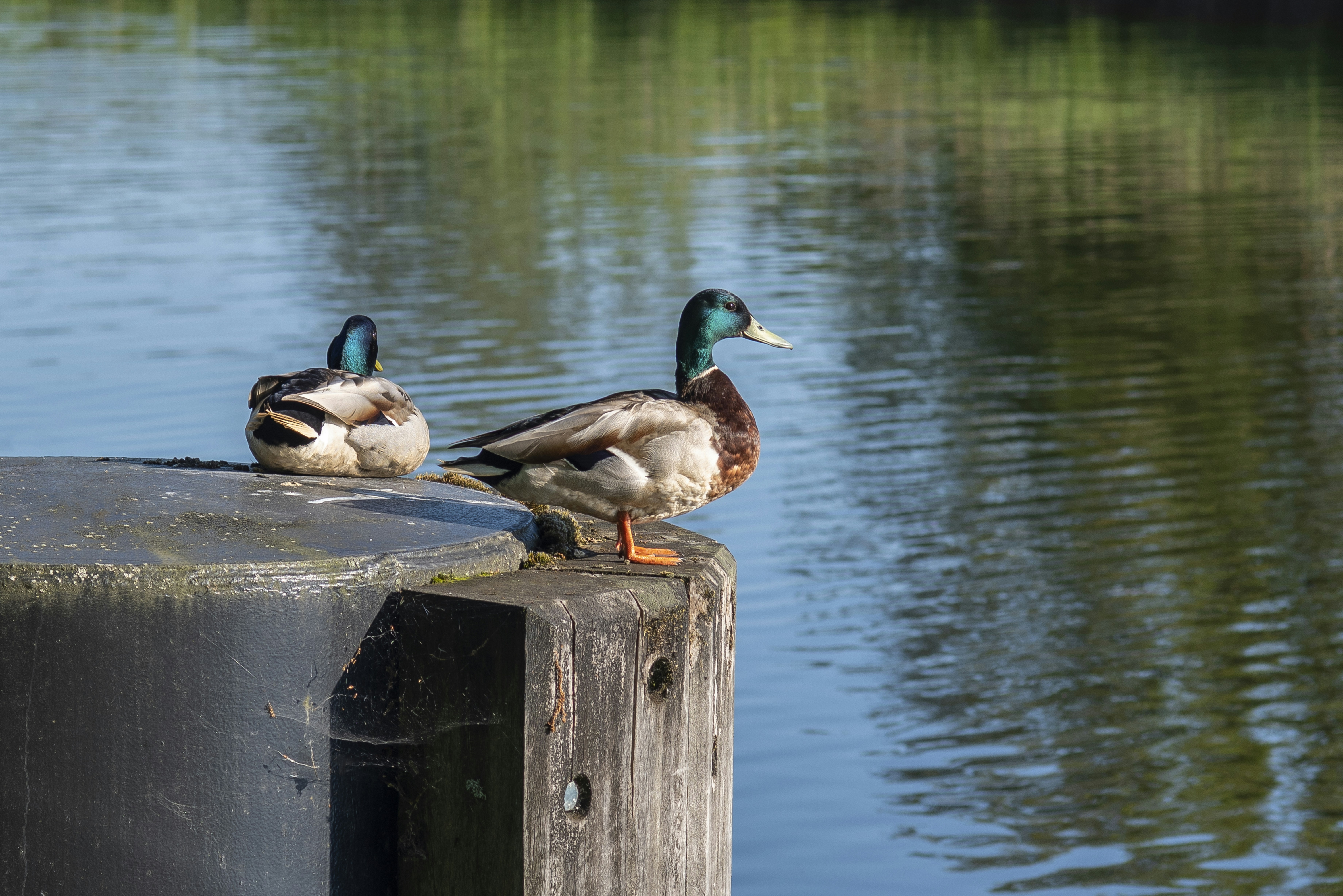 Quiet Confidence: Two Mallards Perched on a Weathered Dock Post