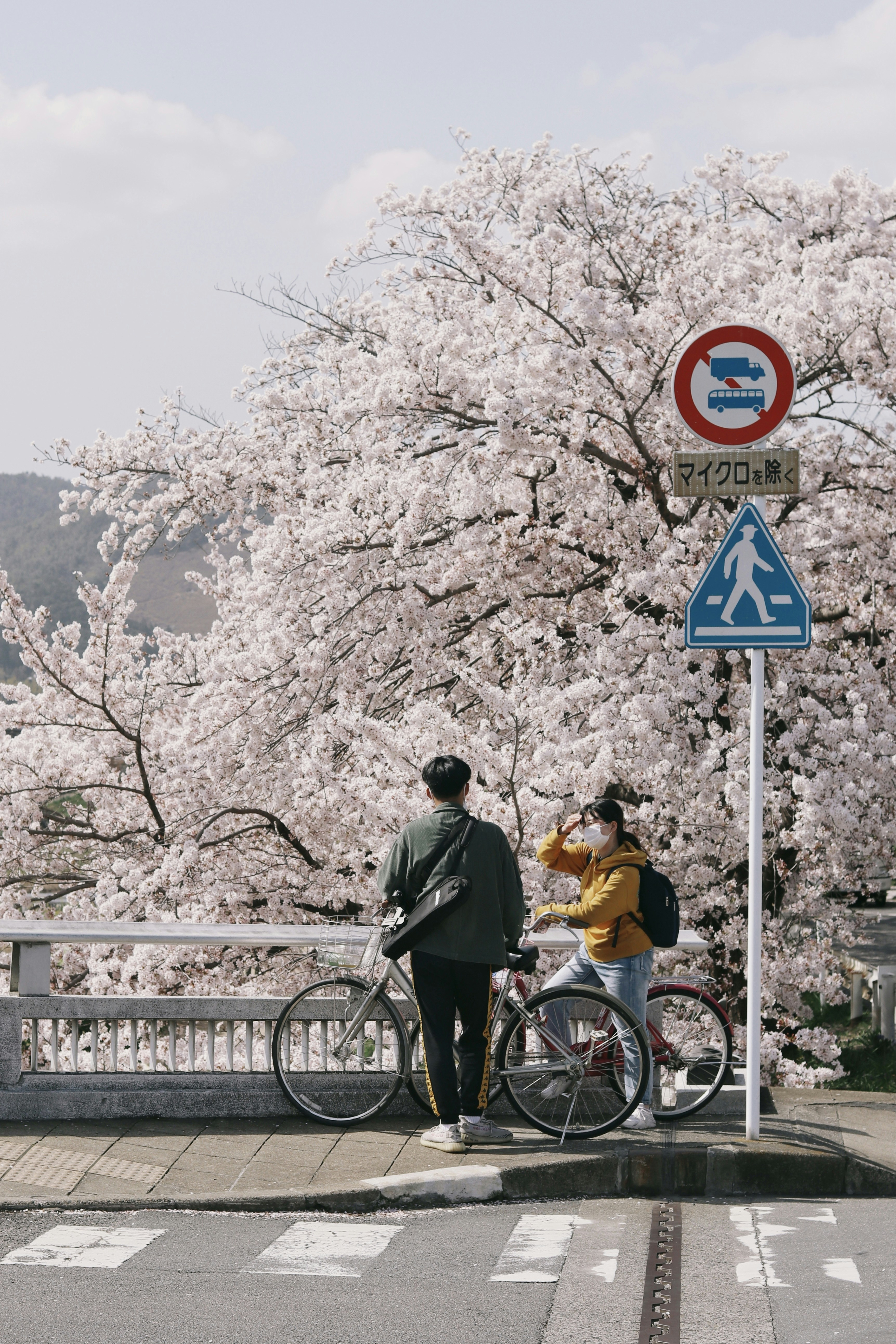 Pause at the Cherry Blossom Crossing: Bicycles, Signs, and Spring Light