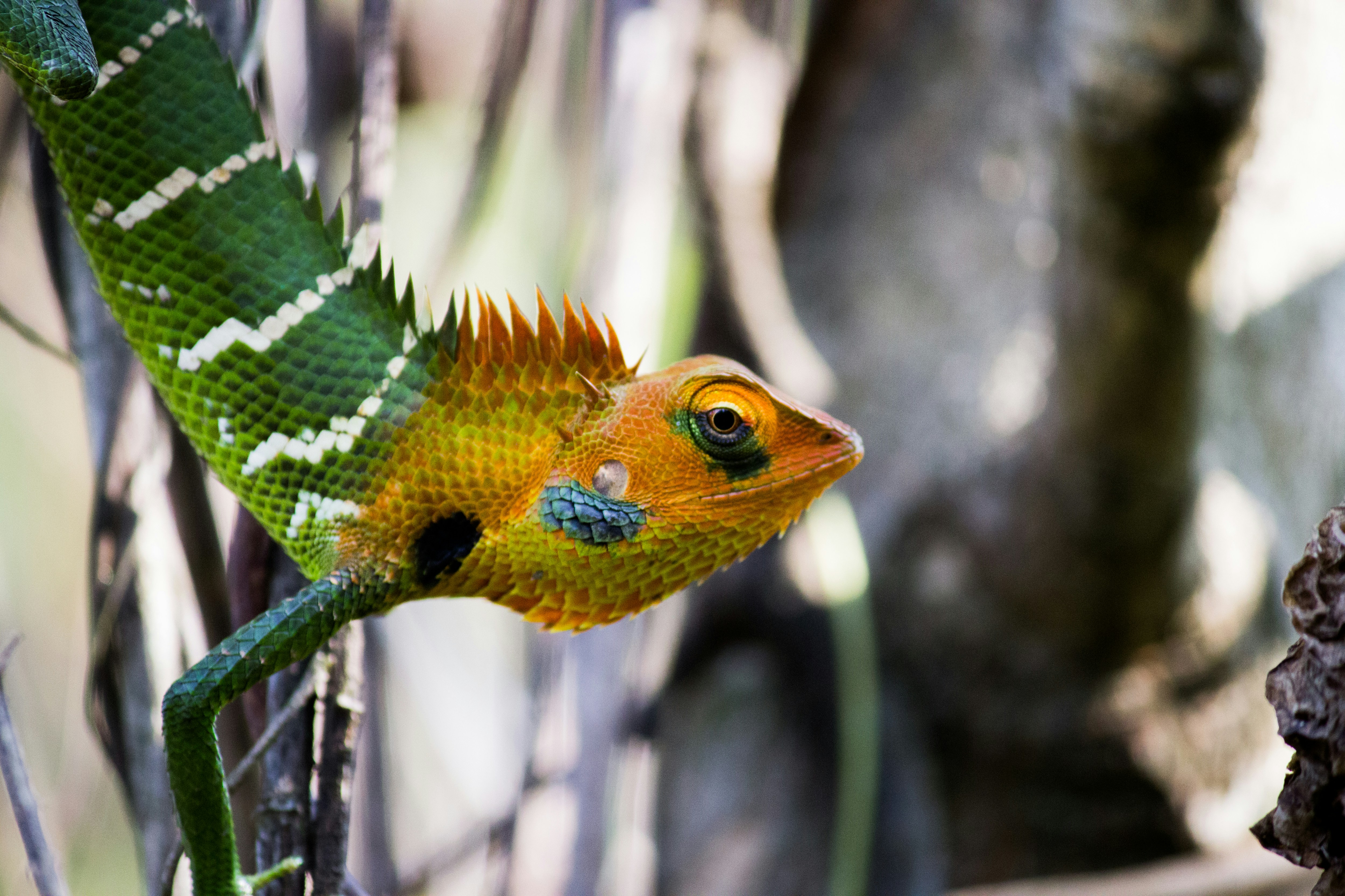 Green and orange lizard on gray metal fence during daytime photo – Free ...