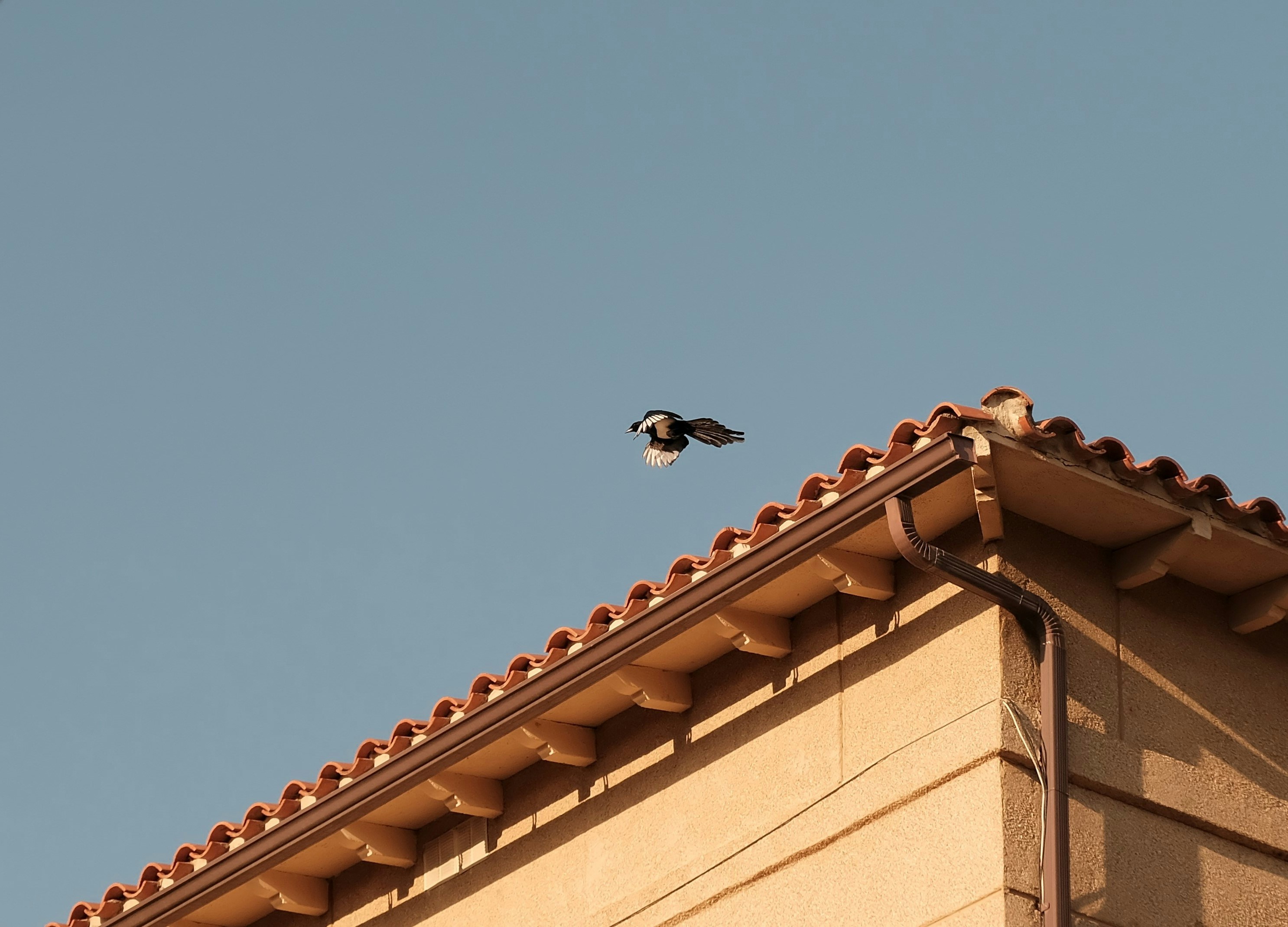 Winged Moment Over a Terracotta Rooftop