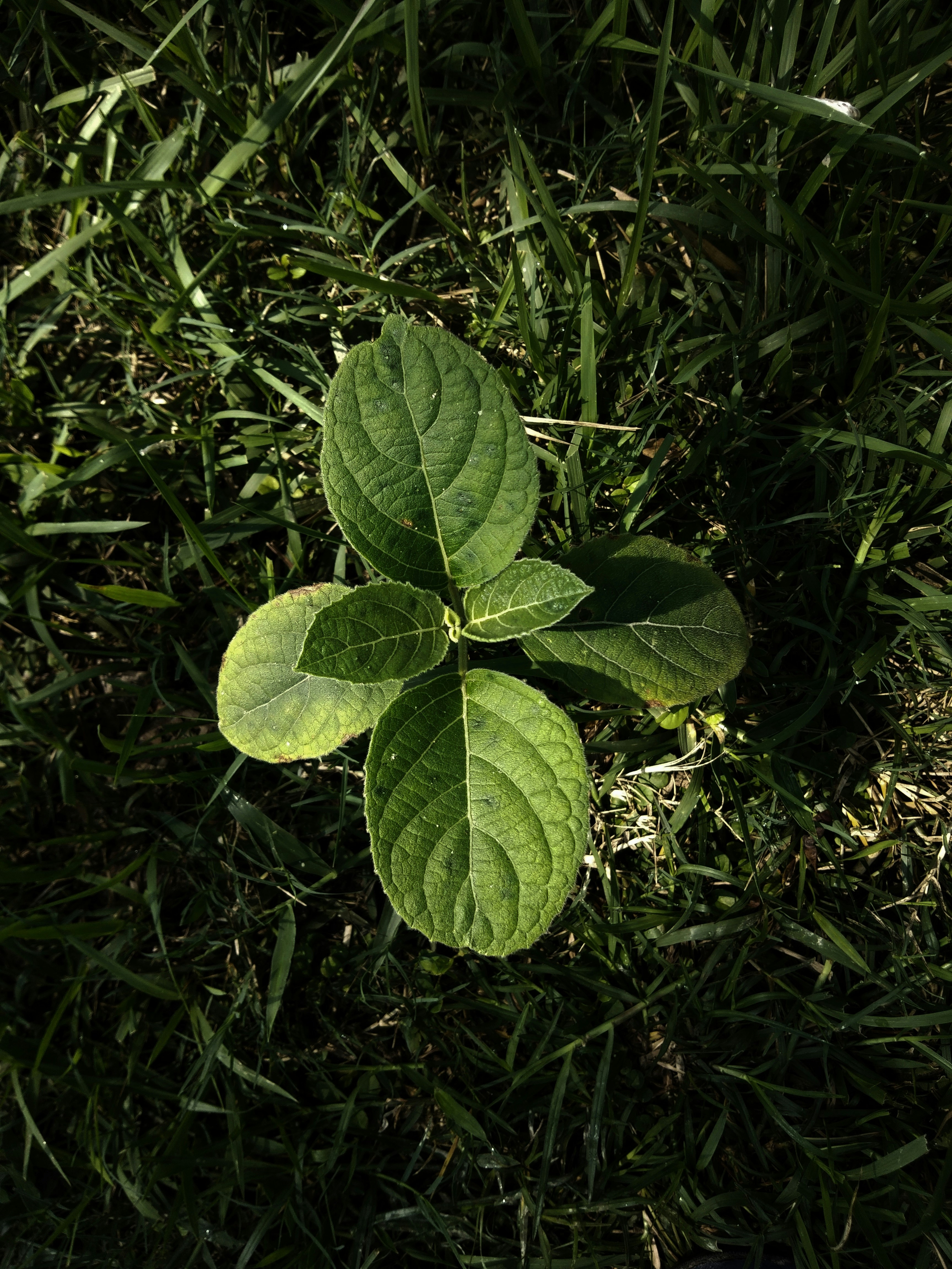 A young green plant with broad leaves stands out against a backdrop of grass, showcasing the beauty of nature's renewal.