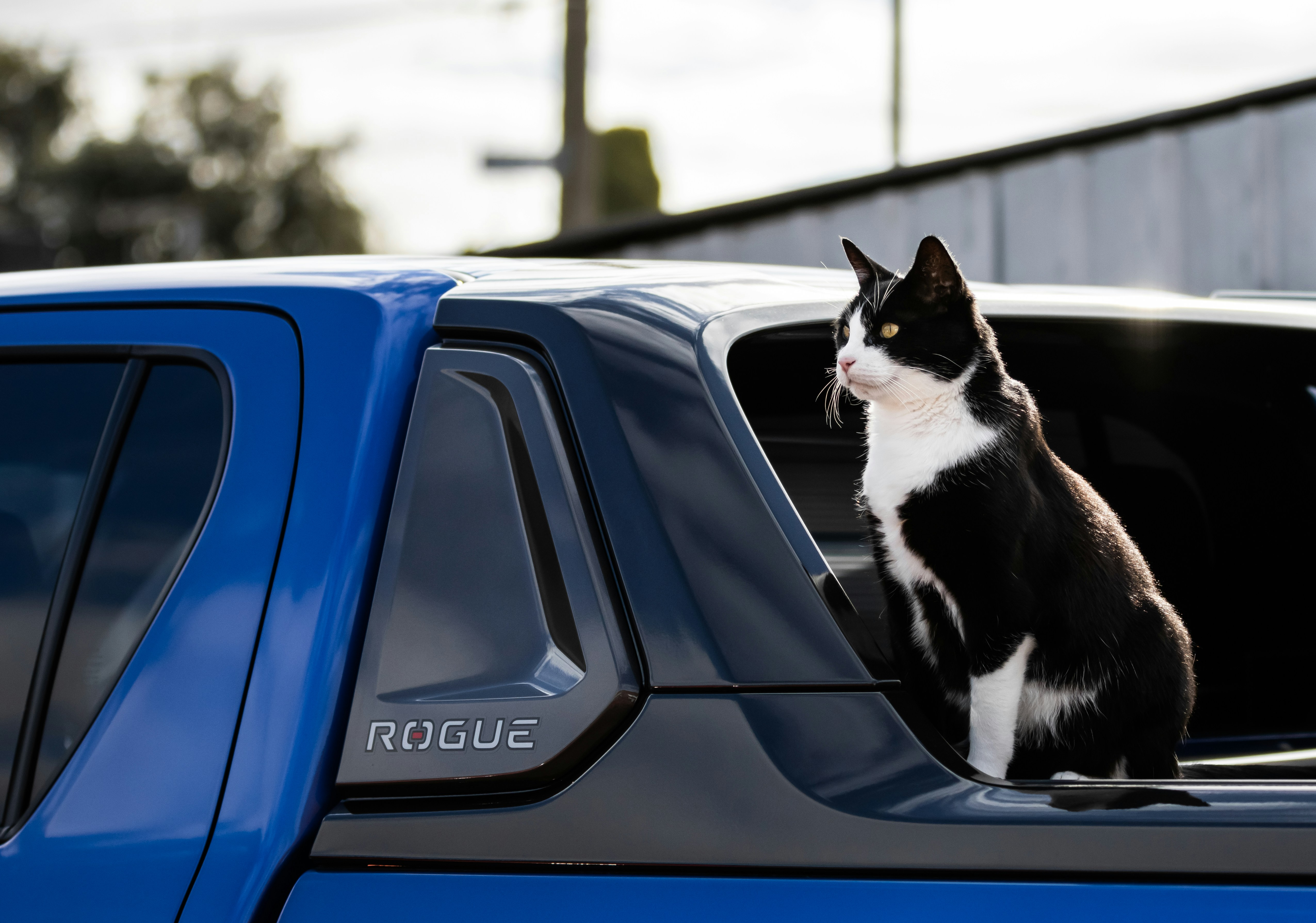 Feline Navigator on a Blue Pickup