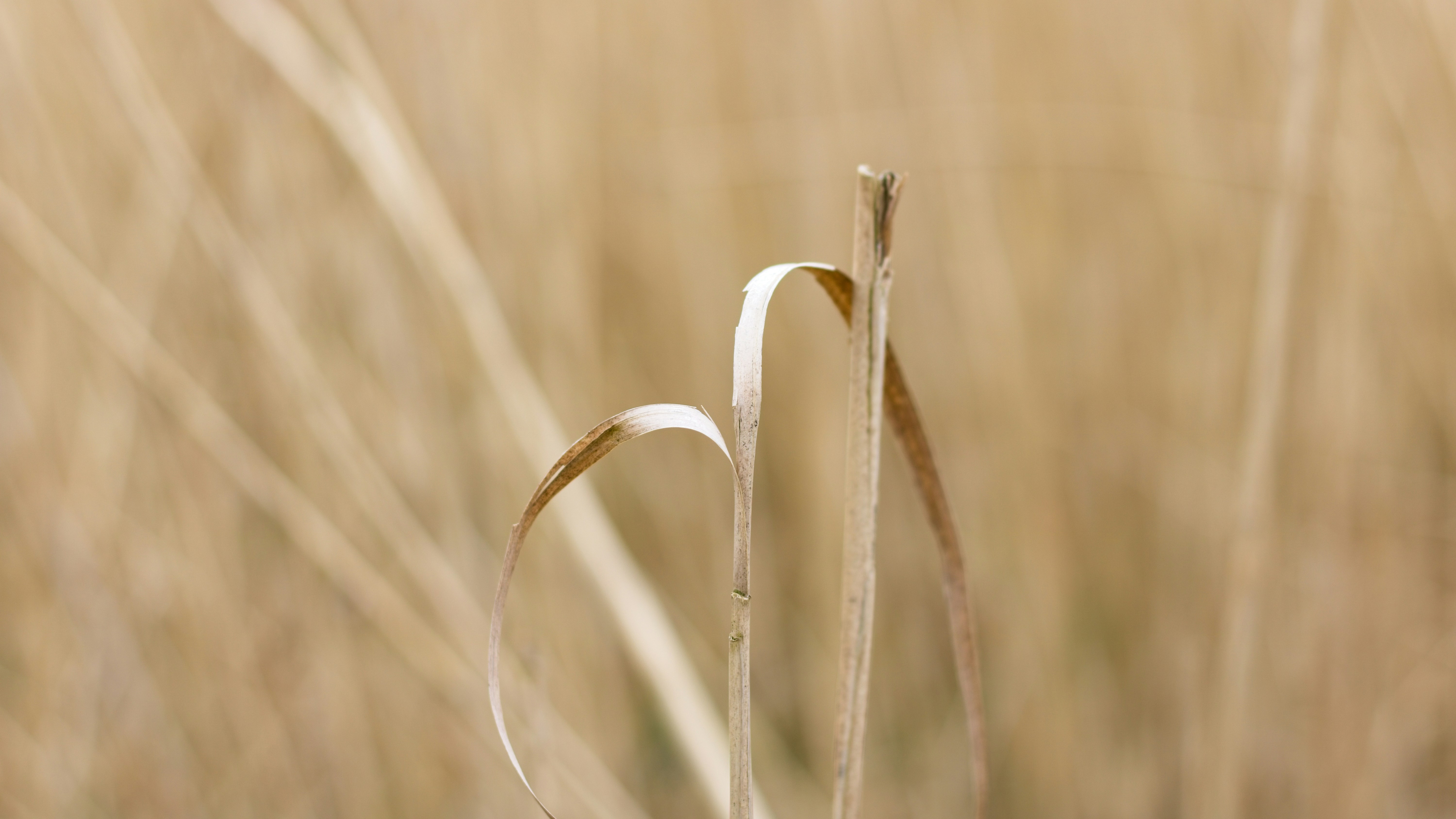 Whispers of Nature: The Elegance of Dry Grass