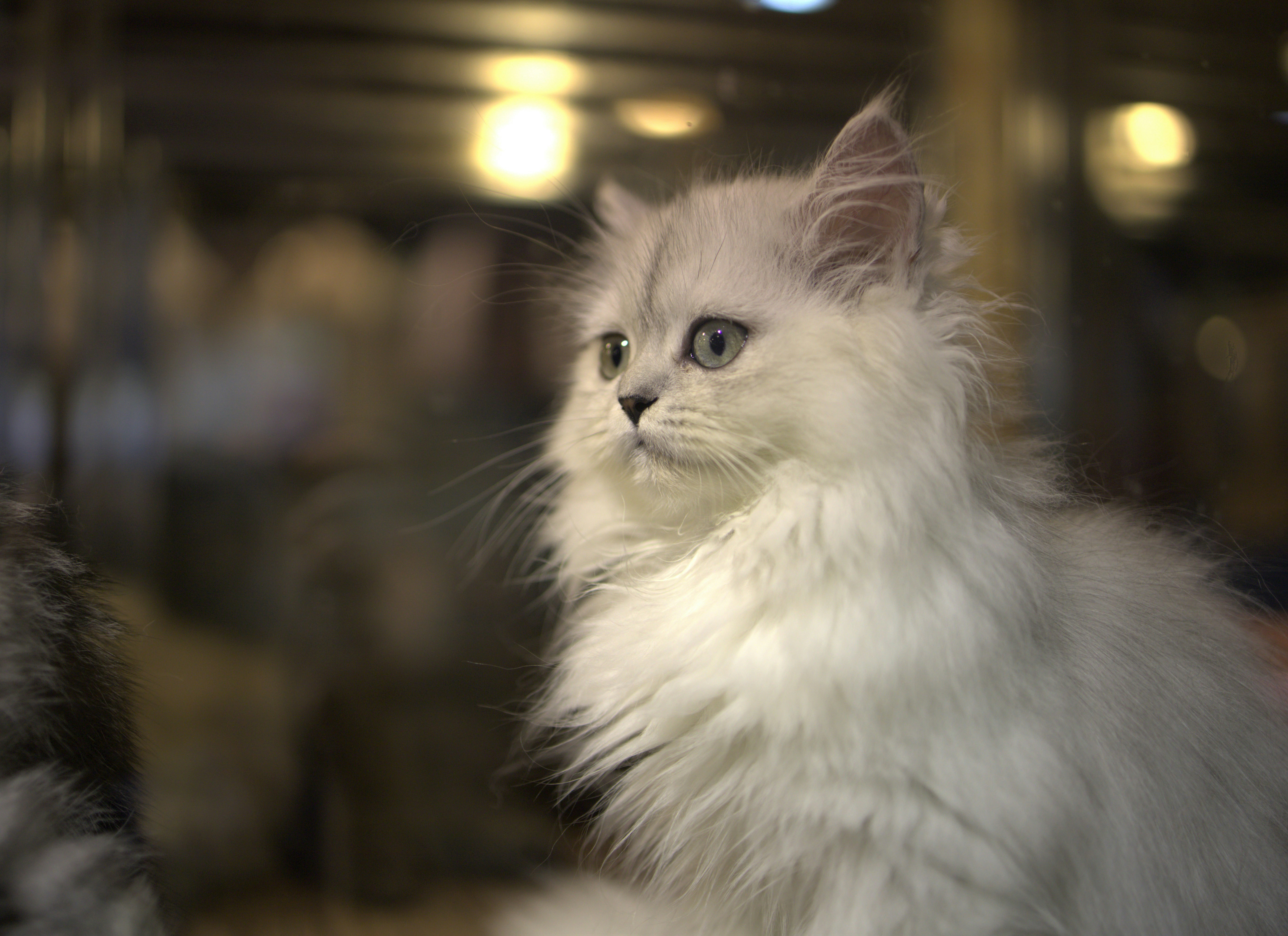Velvet Fur and Quiet Gaze: Indoor Cat Portrait