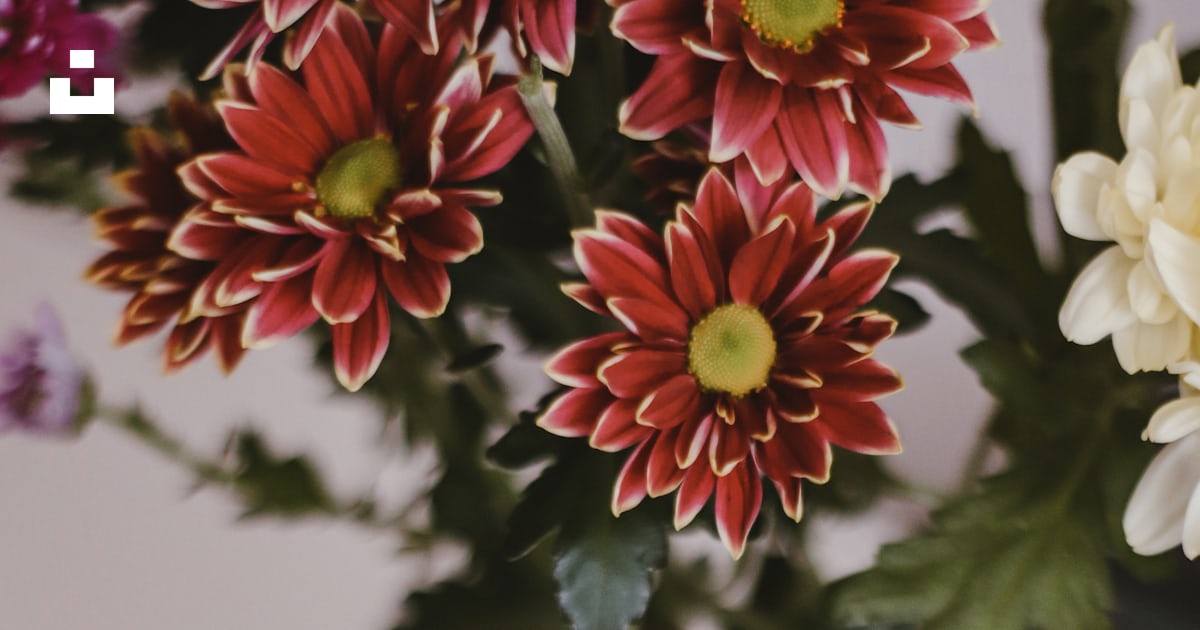 Fleurs rouges et jaunes dans une lentille à bascule photo – Image ... Fleurs rouges et jaunes dans une lentille à bascule photo – Image ...