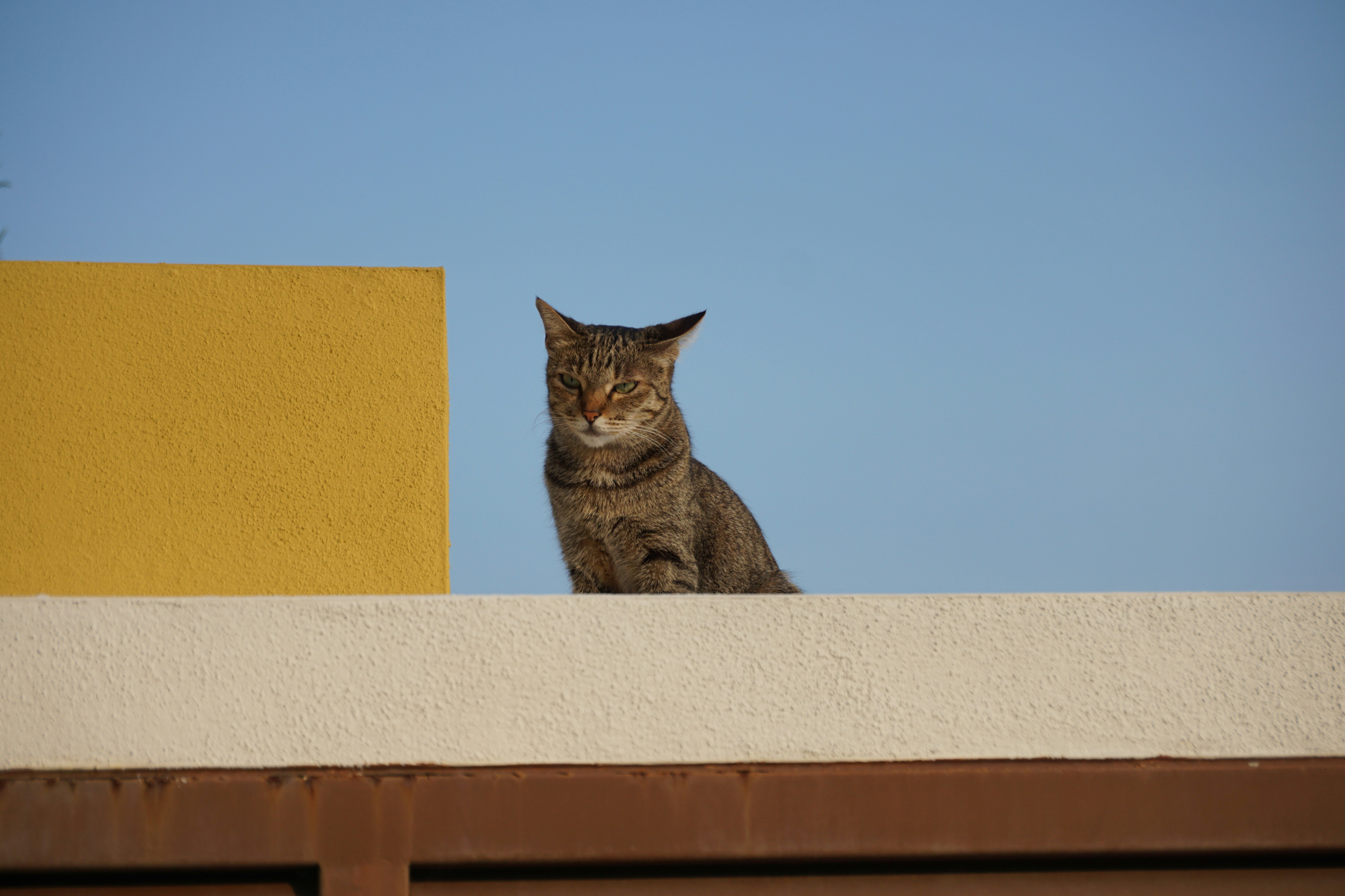 Brown tabby cat on white concrete wall photo – Free Building Image on ...